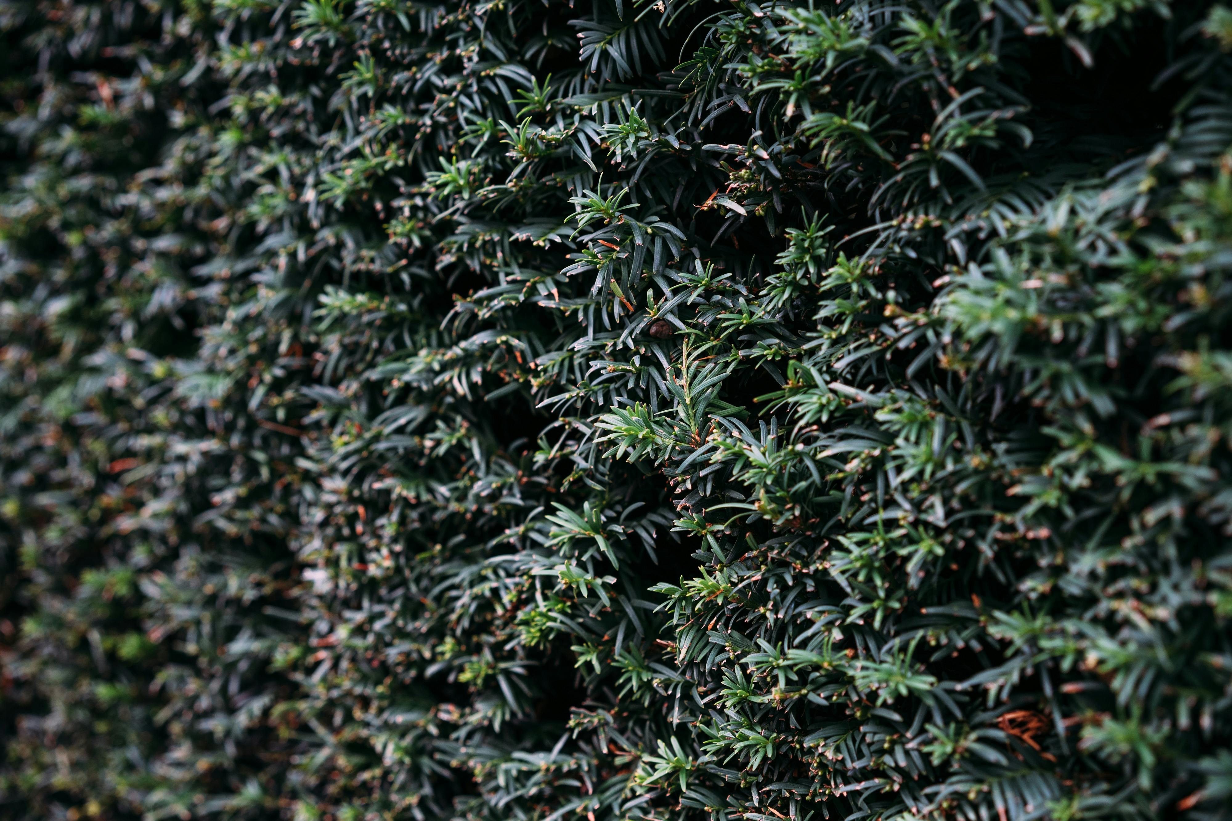 Hedge Wall Background Photos, Download The BEST Free Hedge Wall ...