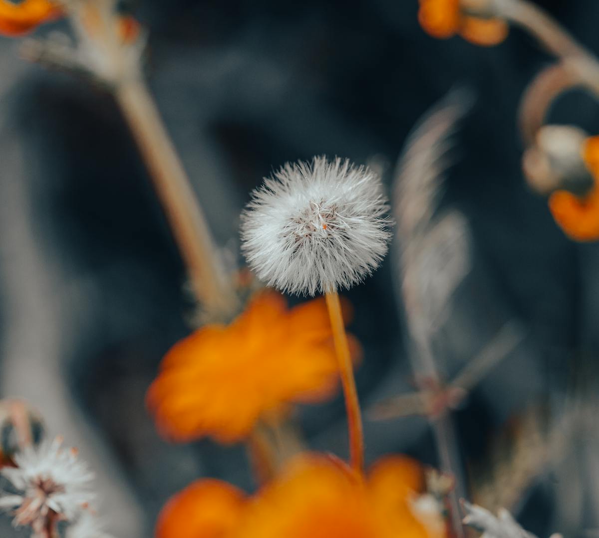 Popular+Now+Dinon+On+Cycling+Cocoon+Dixoni+Sick+Sucks+Chuckb+Dinon ...