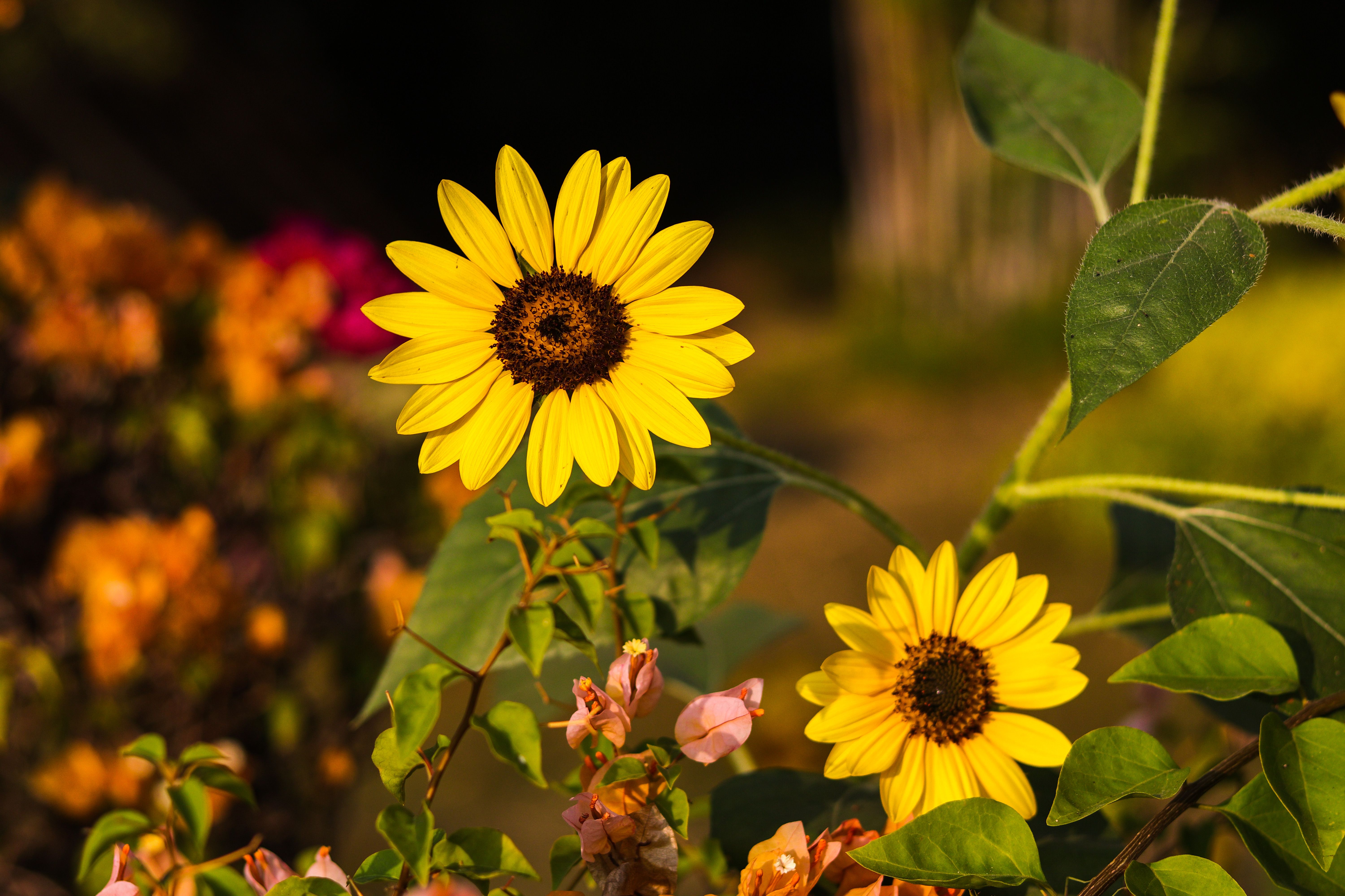 Bright Sunflowers in Bloom on a Sunny Day · Free Stock Photo