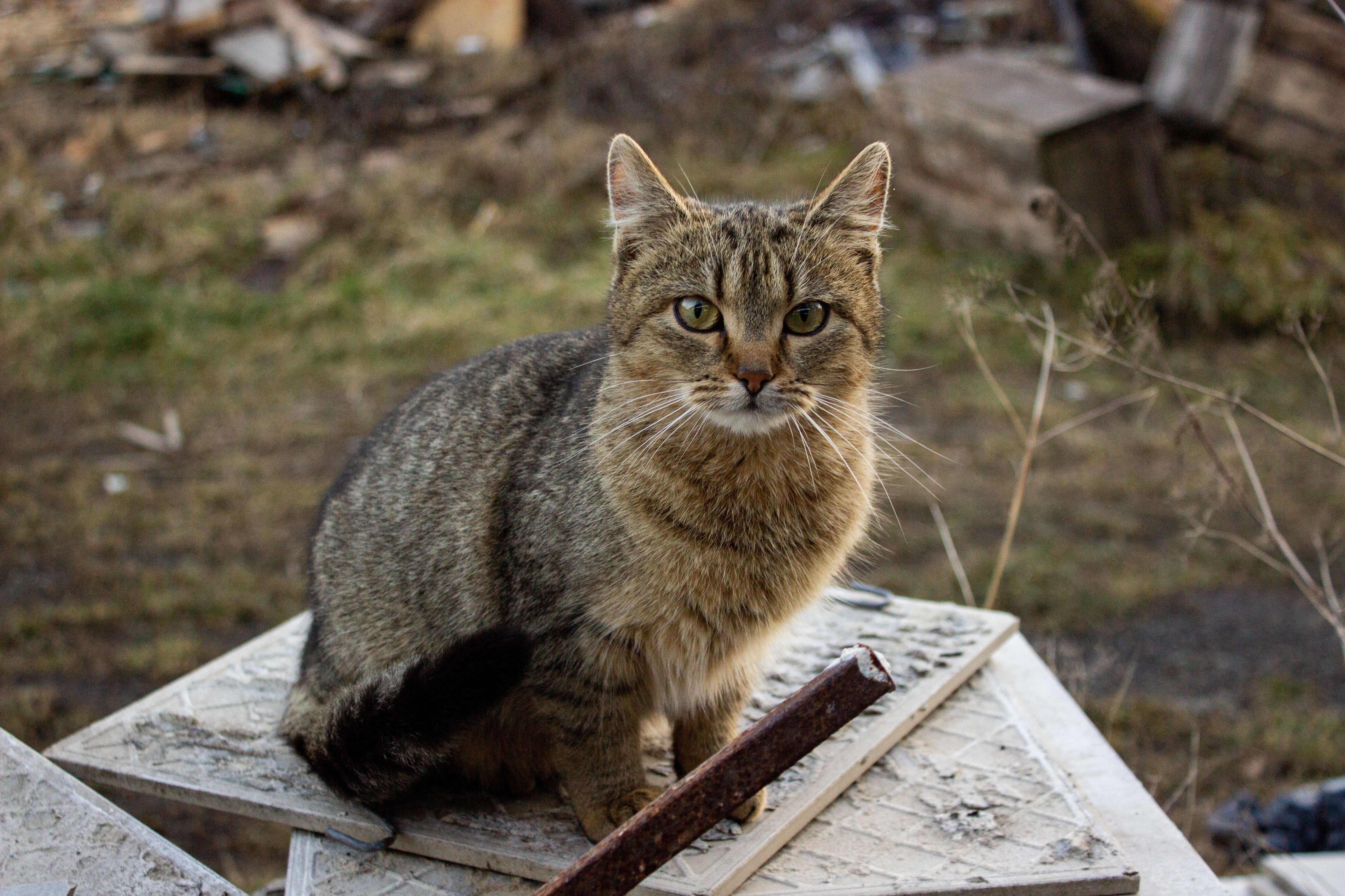 Gato Atigrado Curioso Al Aire Libre Sobre Una Superficie Rústica · Foto ...