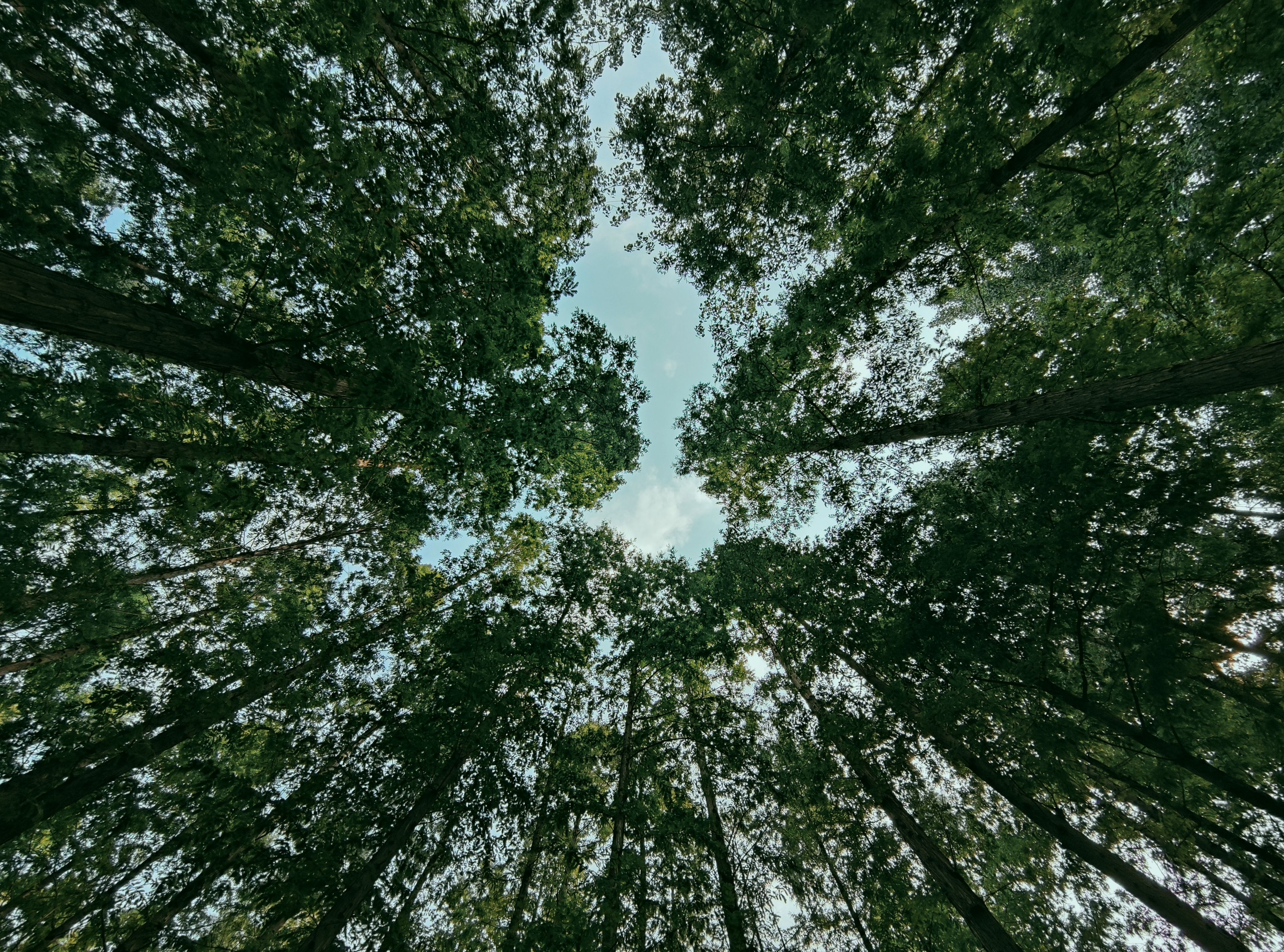 Looking Up at Lush Green Forest Canopy · Free Stock Photo