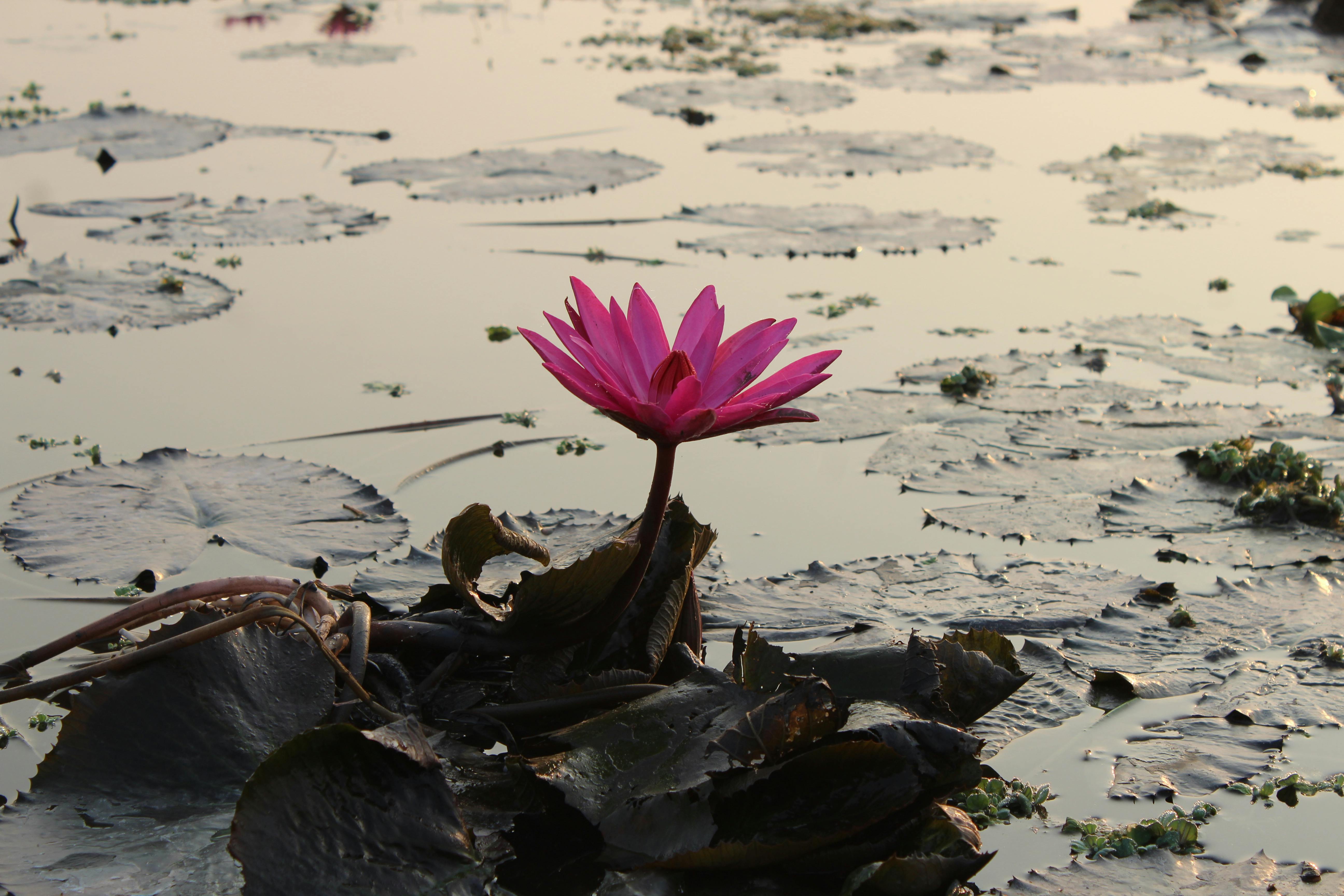 Nenúfar Vibrante Nas águas Serenas De Laksam · Foto profissional gratuita
