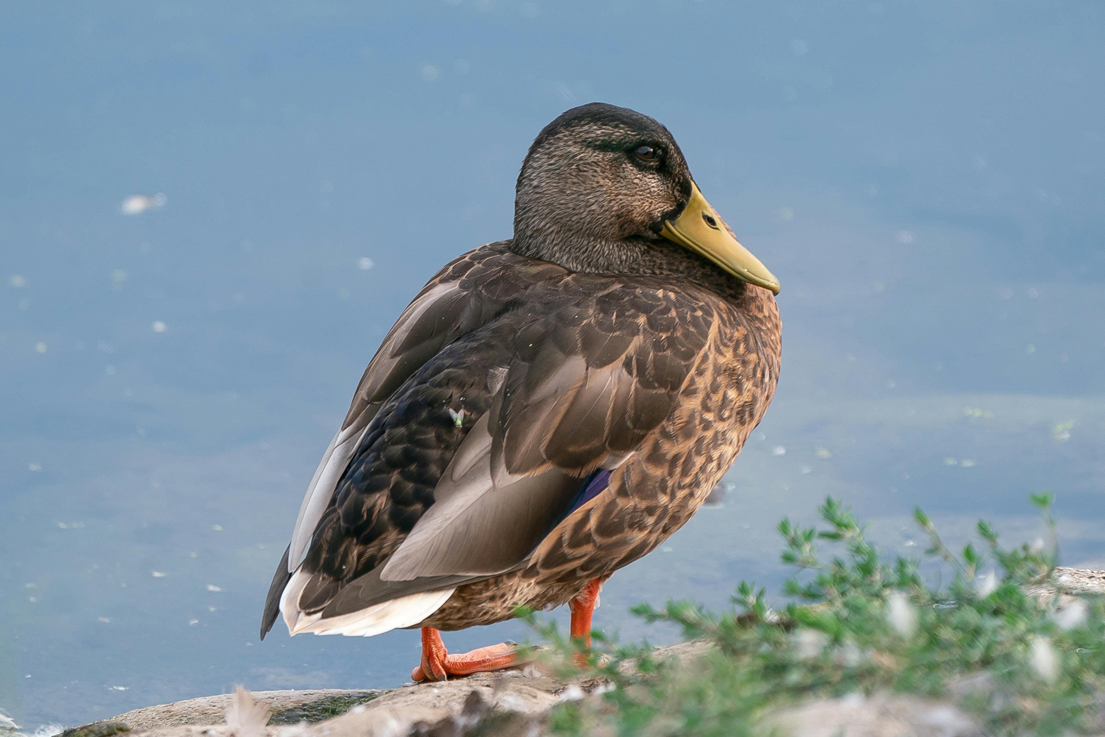 Pato Real Na água Em Indiana · Foto profissional gratuita
