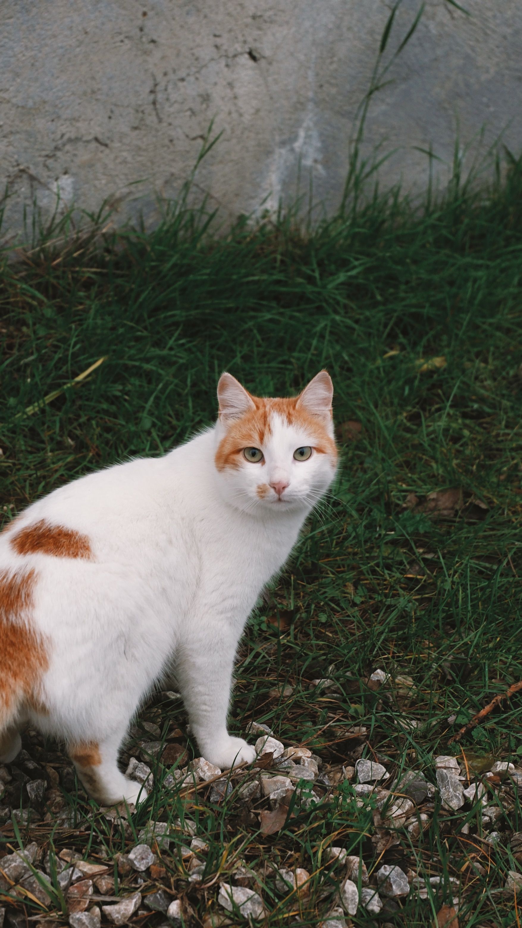 Ginger and White Cat Standing on Grass Outdoors · Free Stock Photo