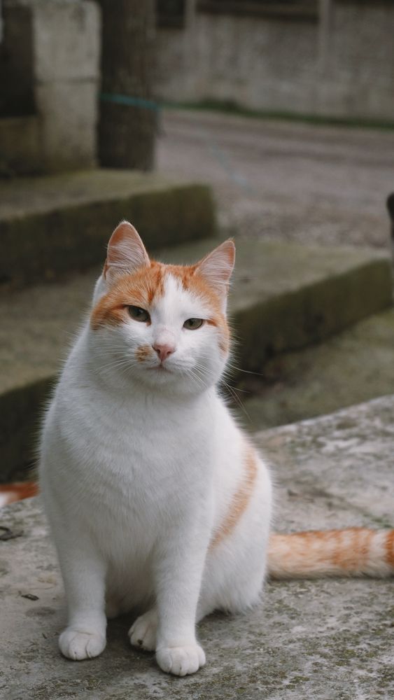 Le 6000+ migliori foto di Foto Gatto · Download gratuito al 100% · Foto ...