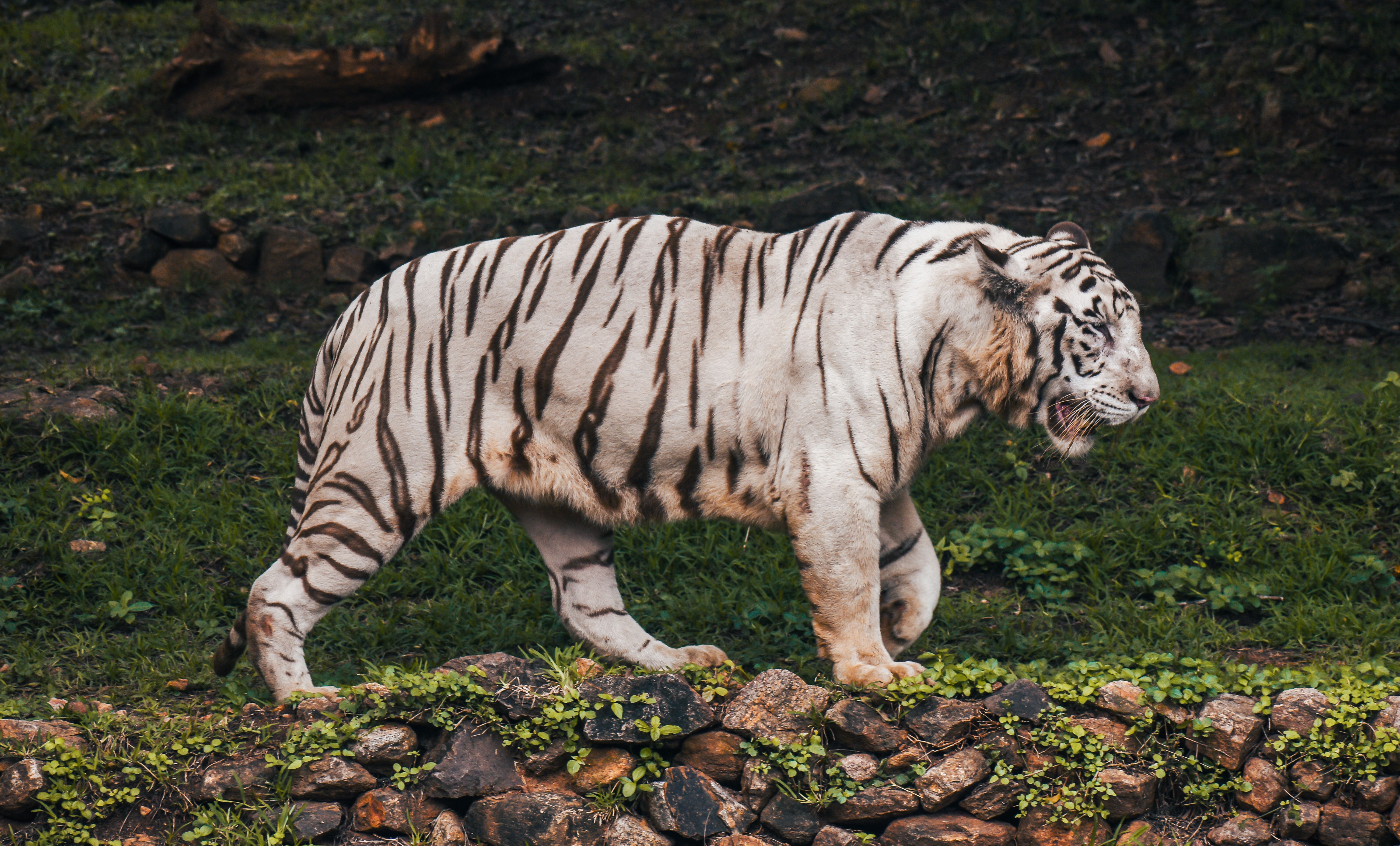 Majestic White Tiger in Natural Habitat · Free Stock Photo