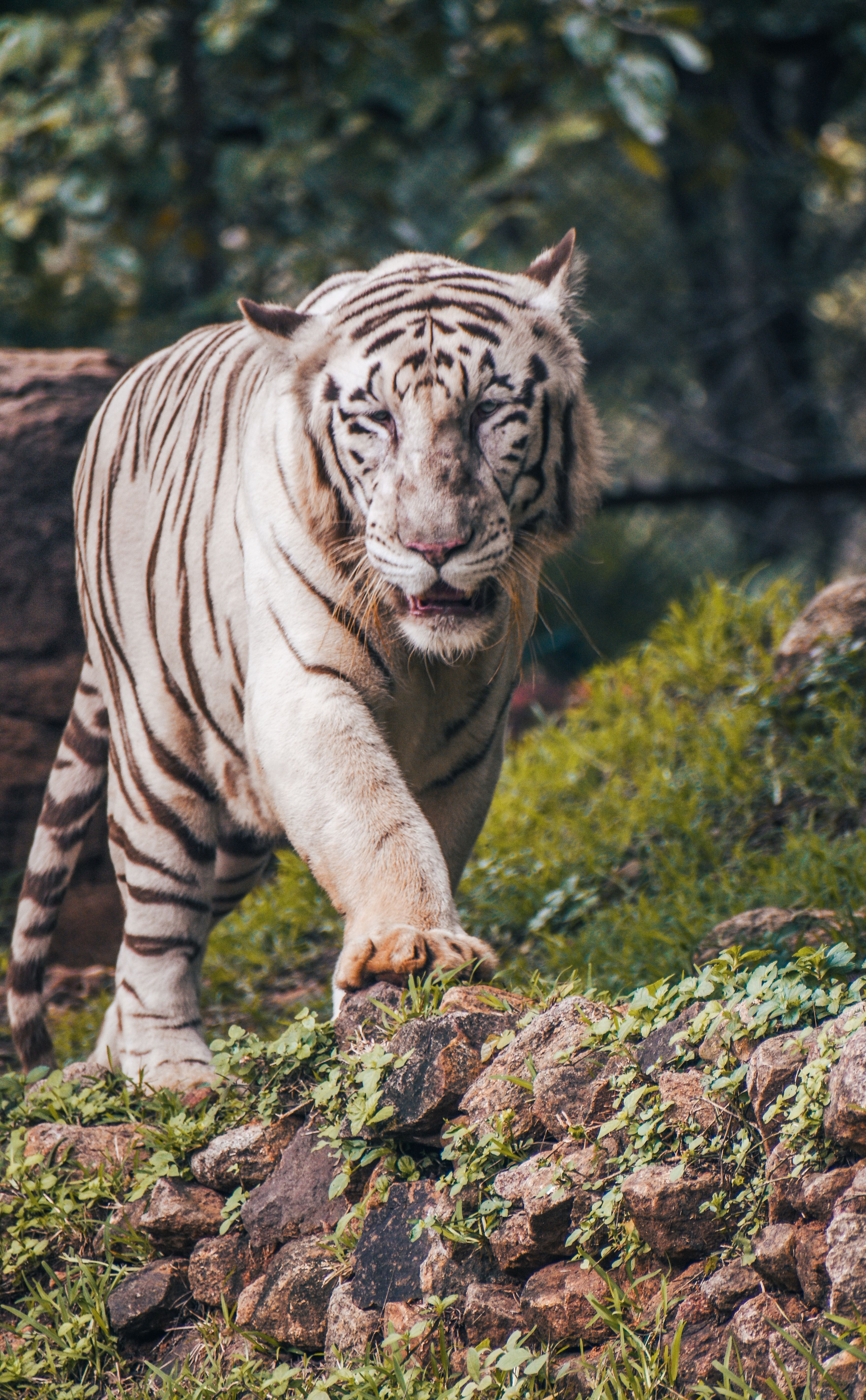 Majestic White Tiger in Natural Habitat · Free Stock Photo