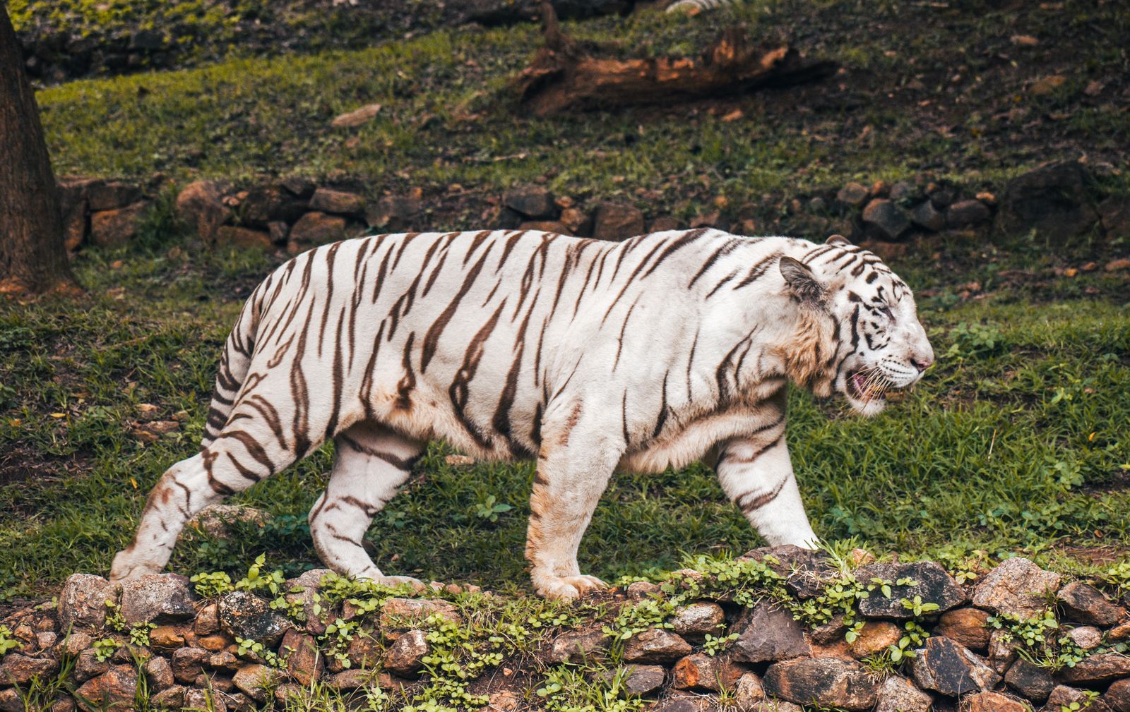 Tiger Images Photos, Download The BEST Free Tiger Images Stock Photos ...