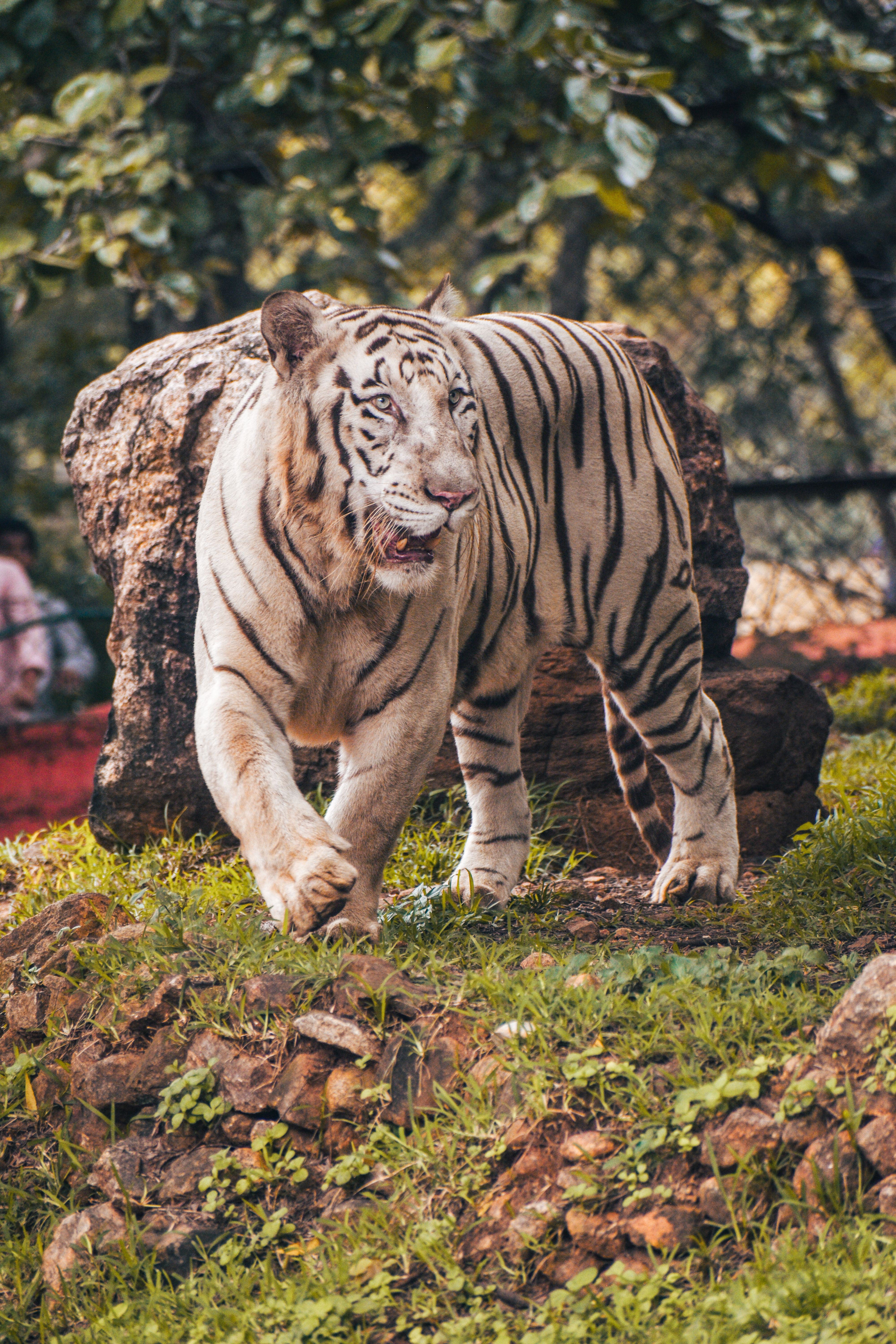Big Cat In Nature Photos, Download The BEST Free Big Cat In Nature ...