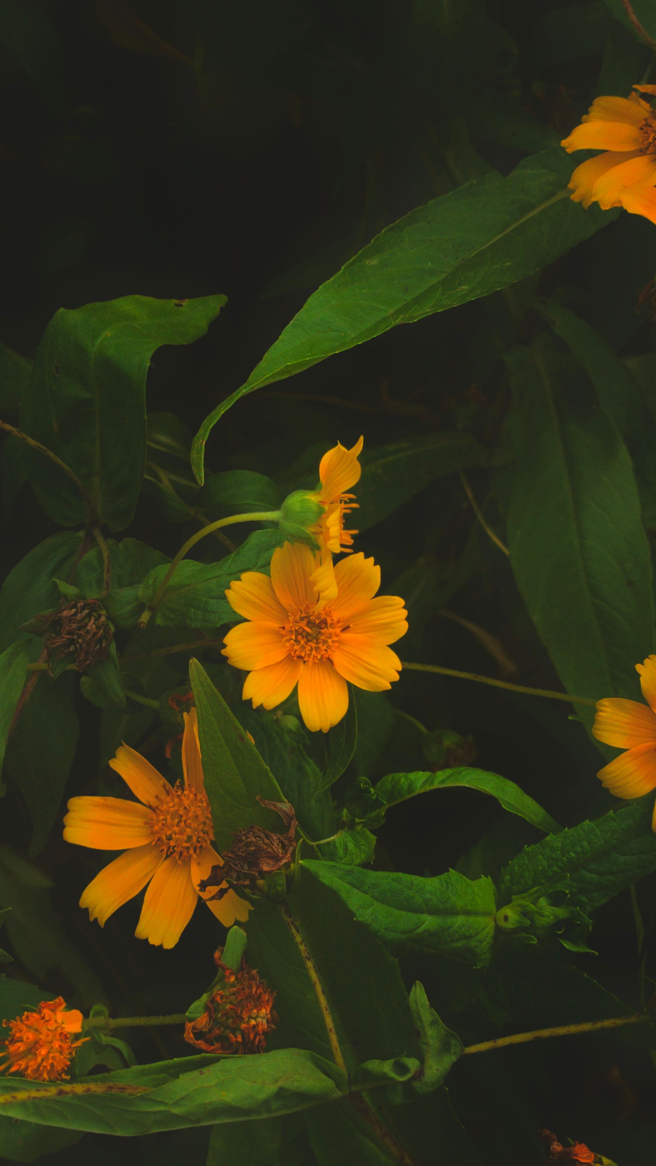 Vivid Yellow Blossoms Amidst Lush Greenery · Free Stock Photo