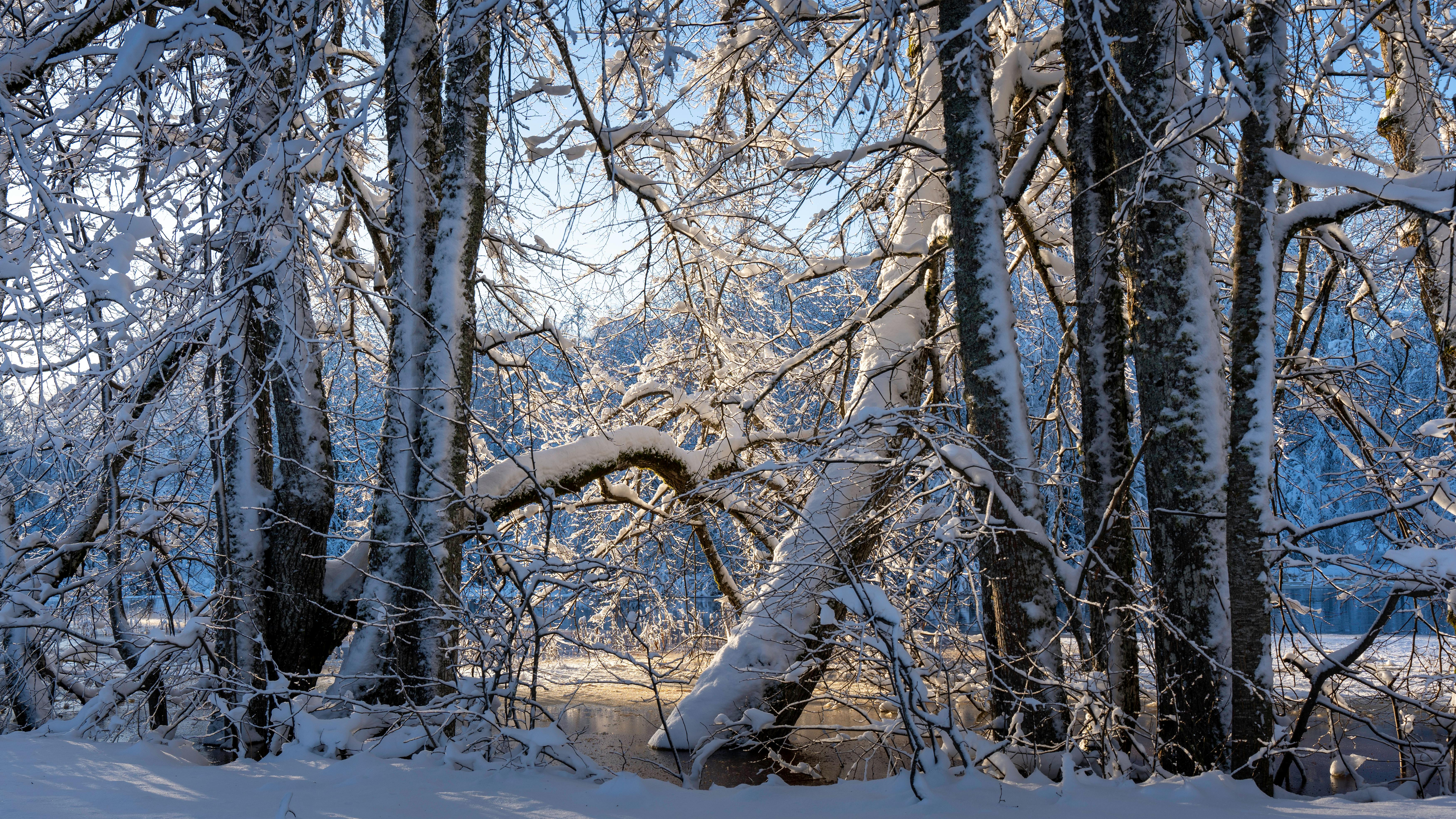 Scenic Snowy Forest Landscape in Winter · Free Stock Photo