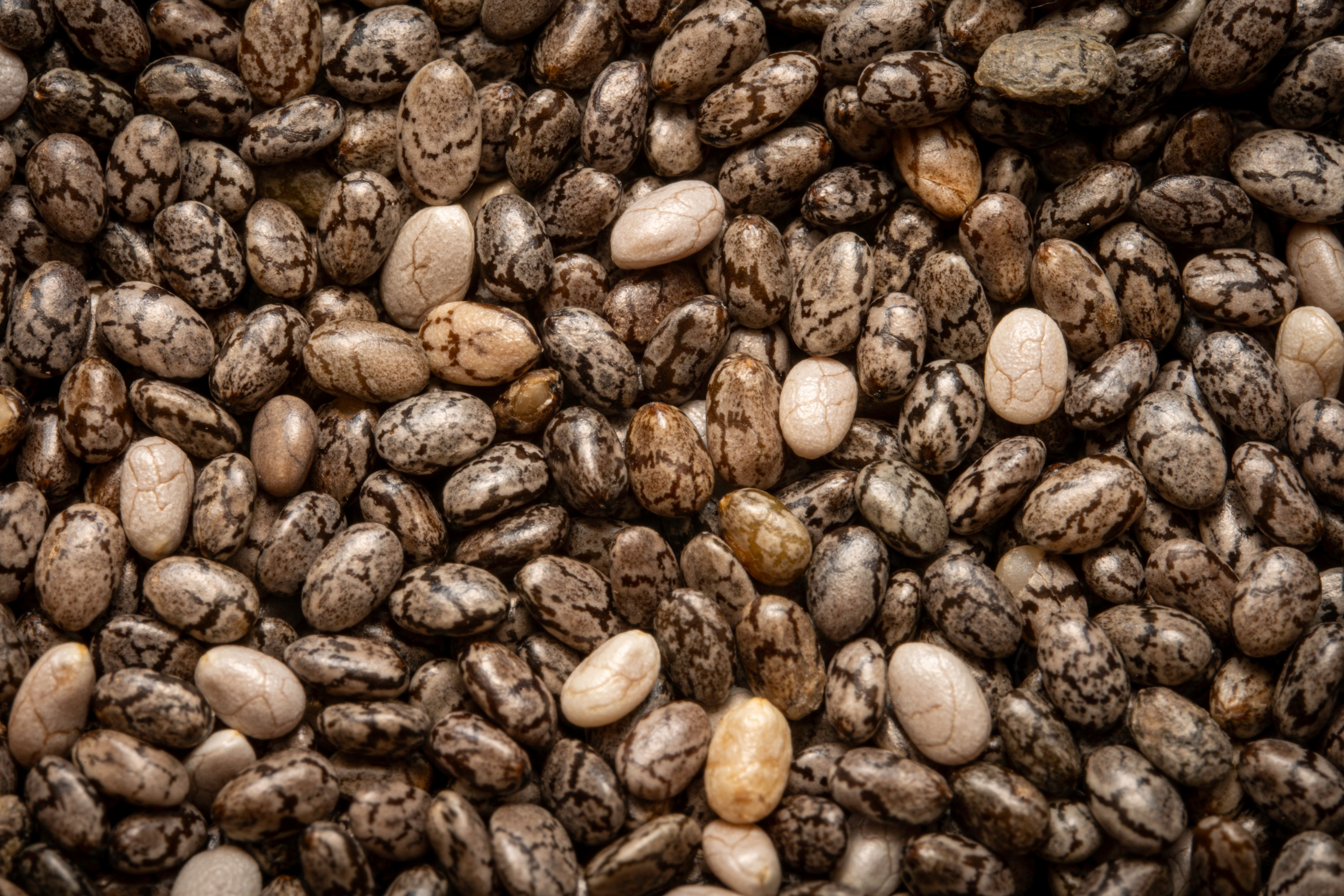 Close-up of Black and White Patterned Beans · Free Stock Photo