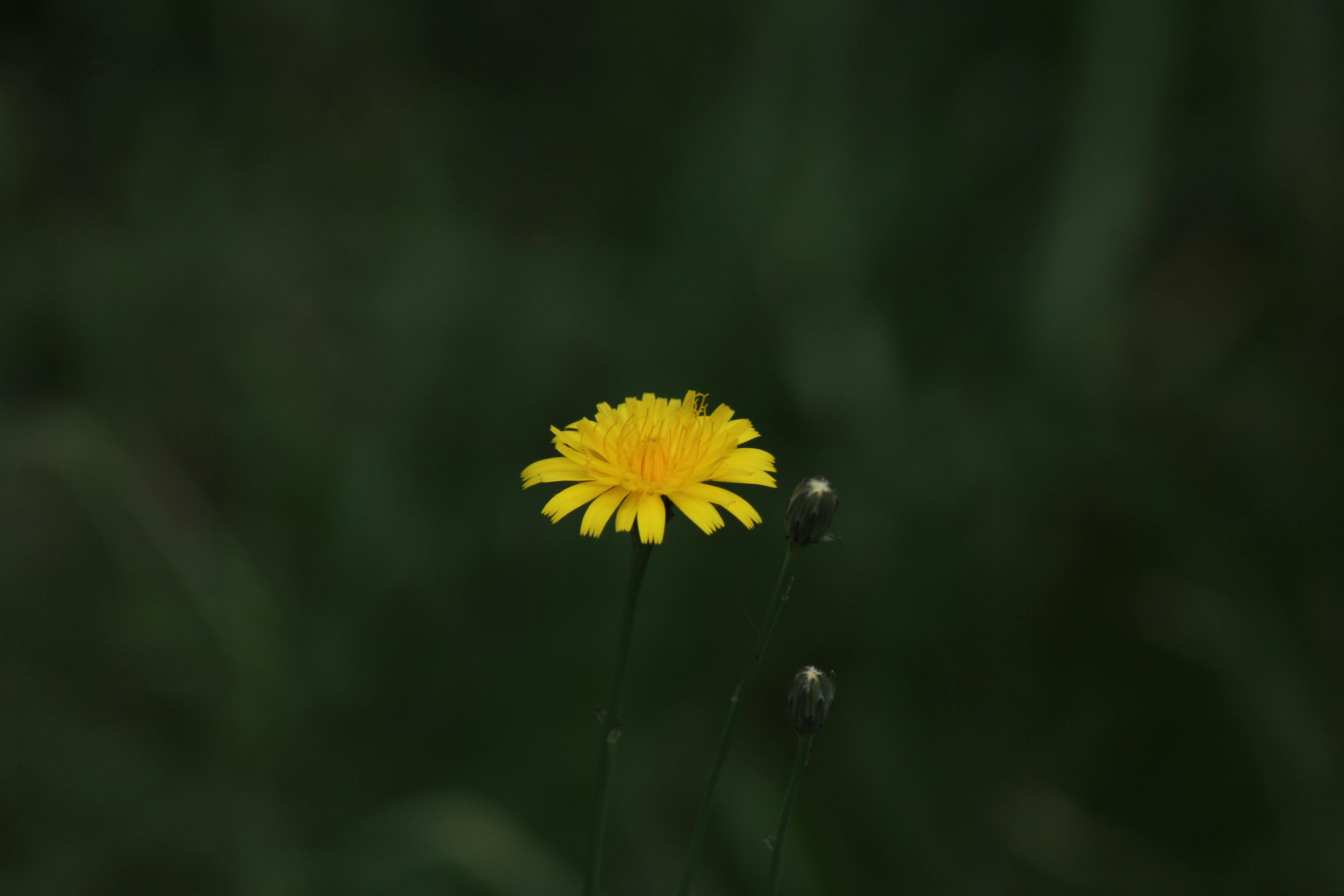Yellow Dandelion Bloom in Dark Green Field · Free Stock Photo