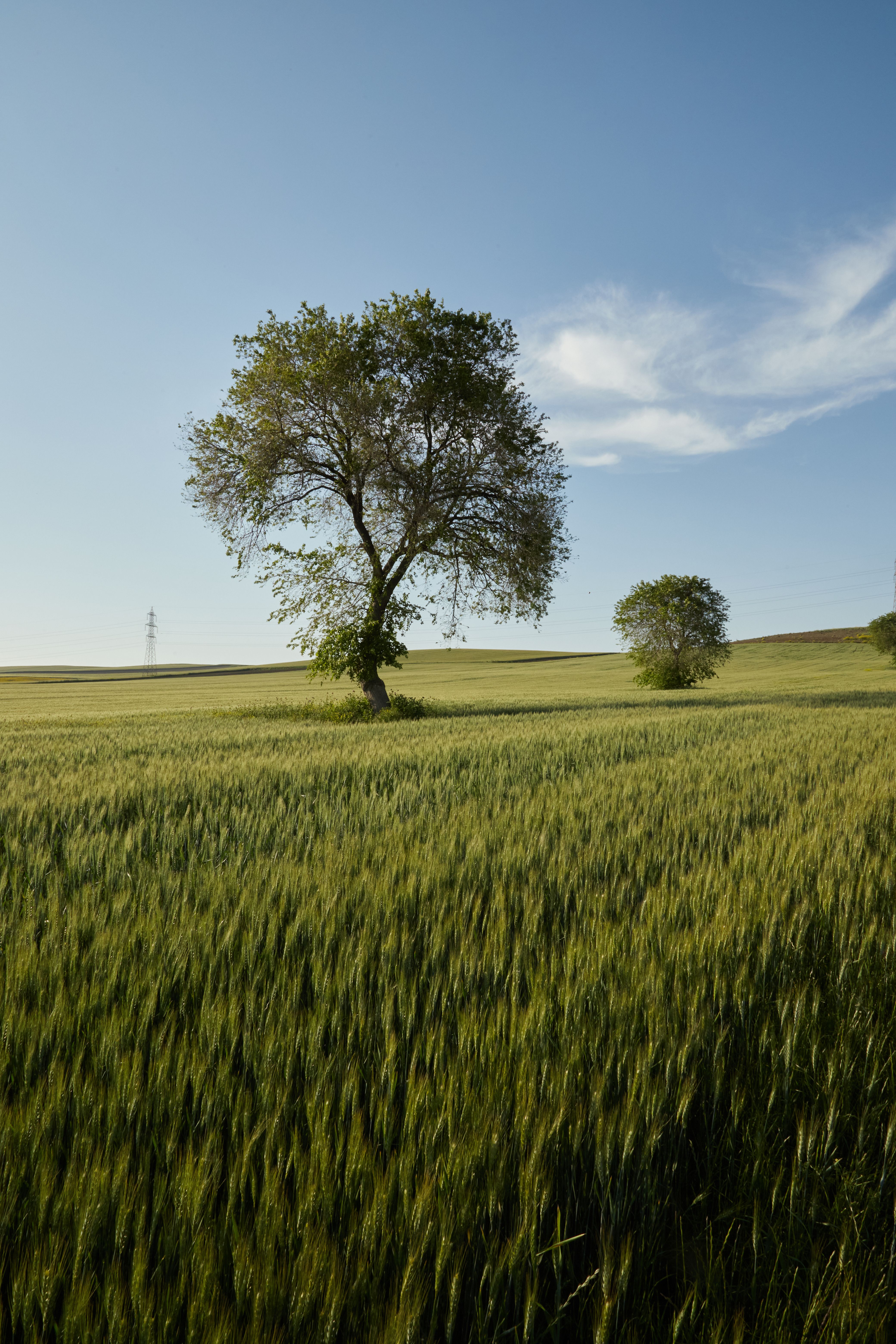 Serene Wheatfield with Tree at Sunset · Free Stock Photo