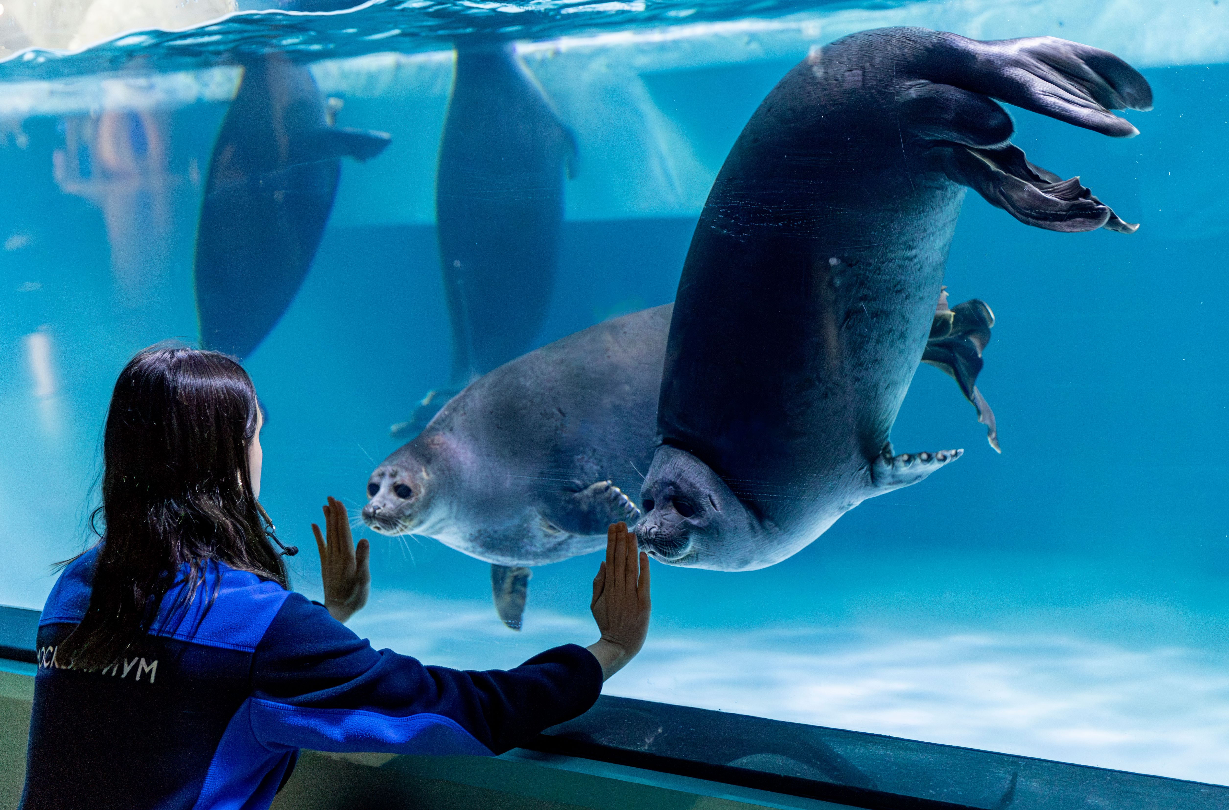 Mulher Interage Com Focas Em Exposição De Aquário · Foto profissional ...