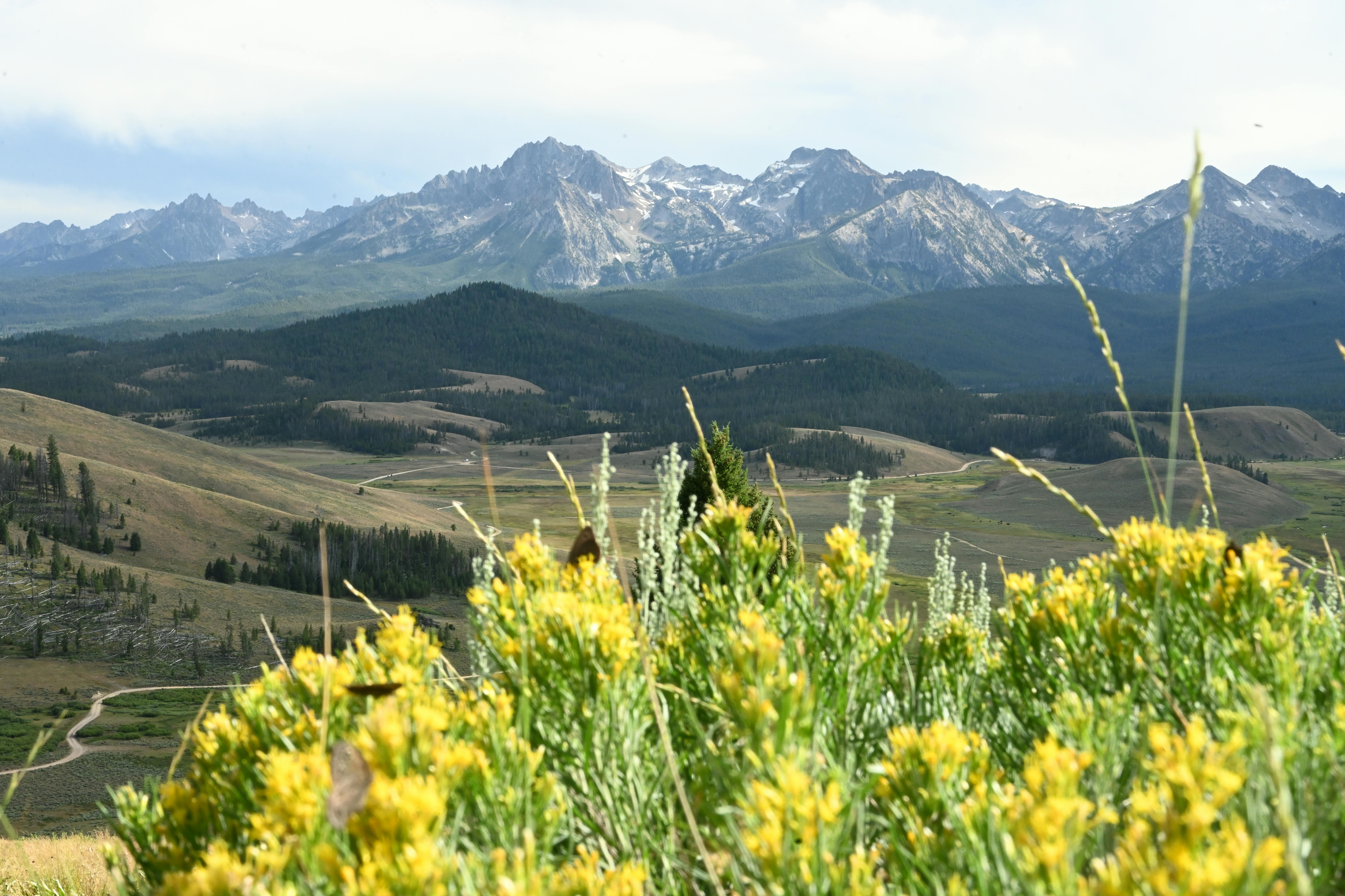Scenic Mountain Landscape with Wildflowers · Free Stock Photo