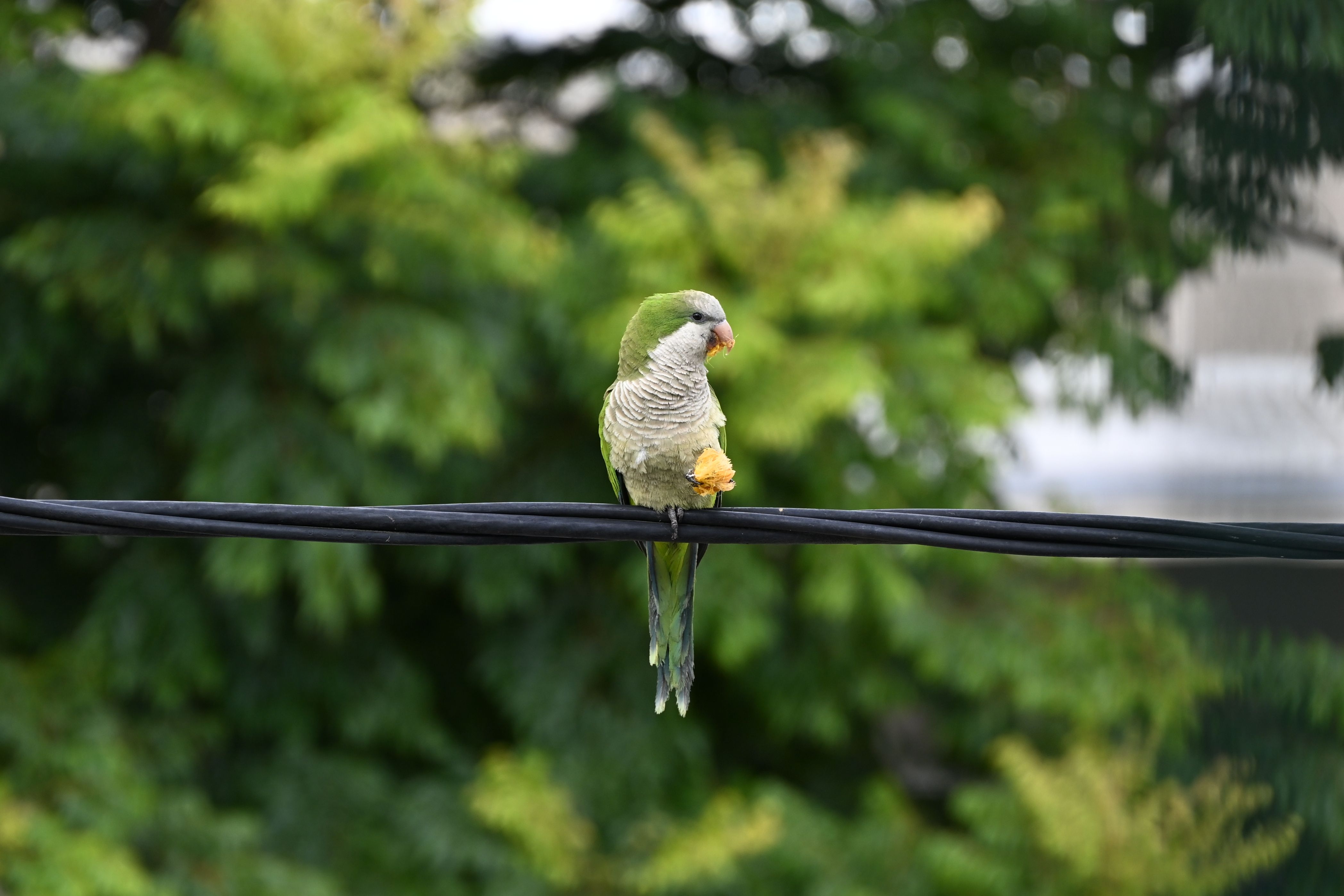 Parrot Perched on Wire with Green Foliage · Free Stock Photo