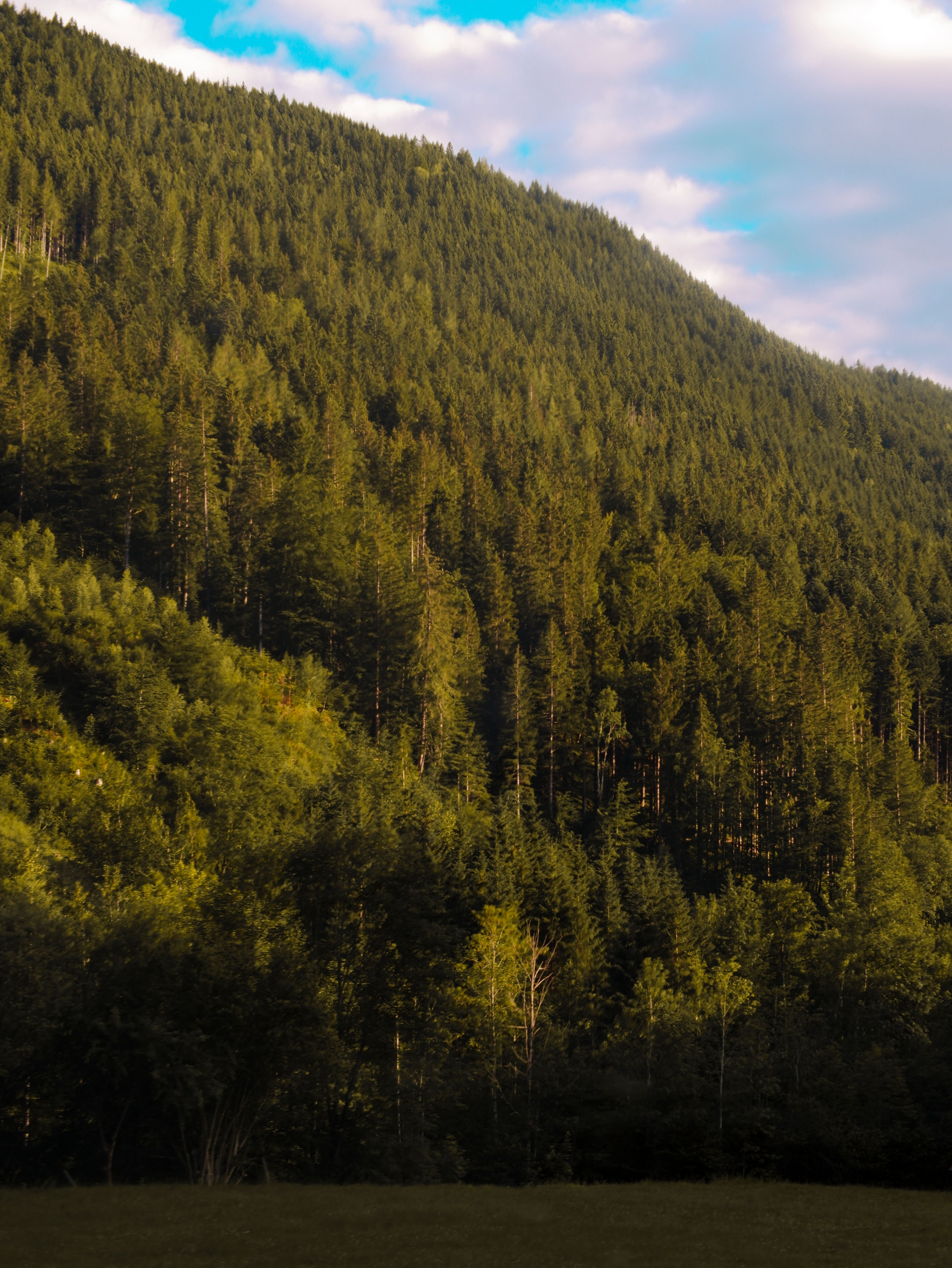 Lush Green Forested Hillside in Austria · Free Stock Photo