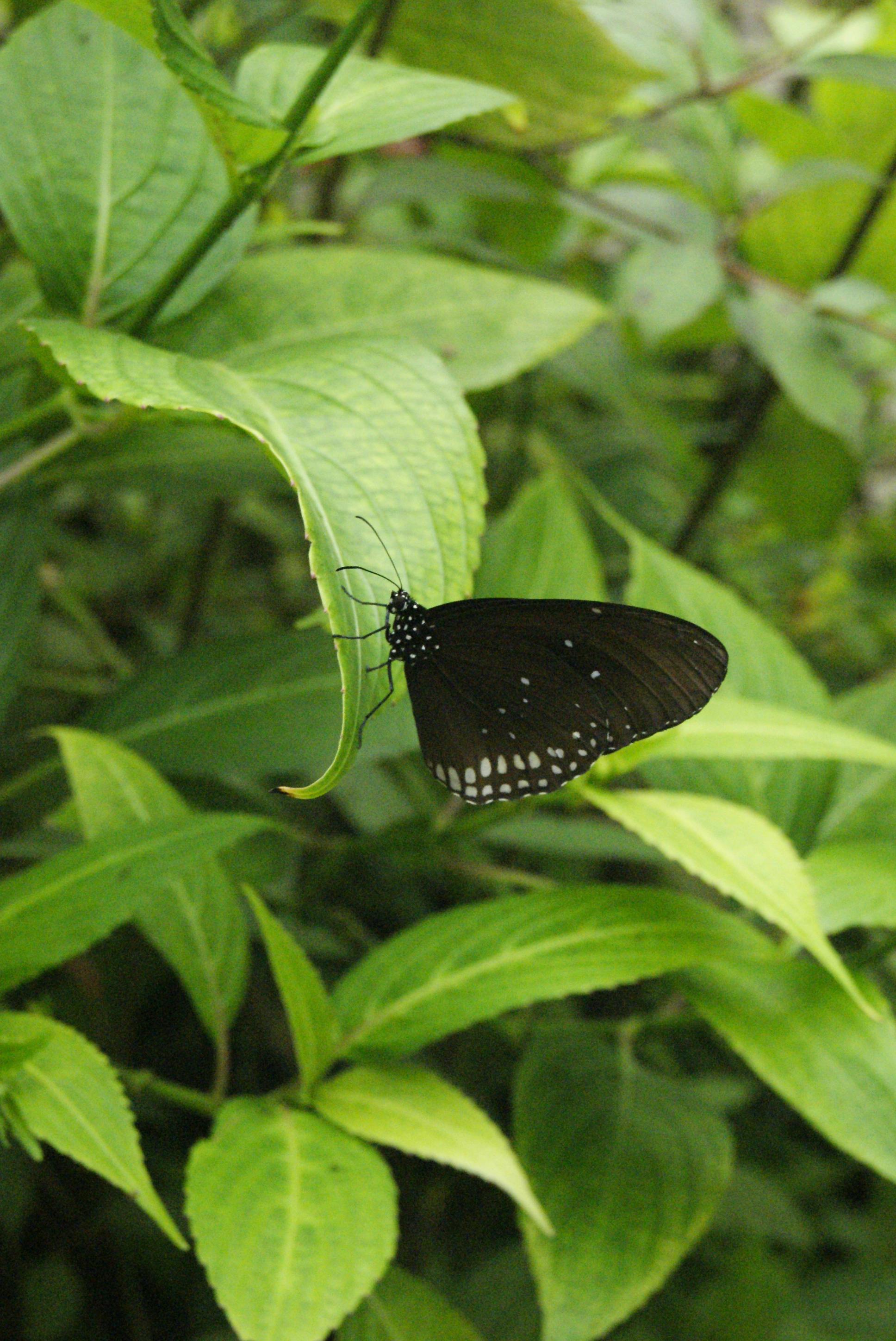 Sony A230 Photos, Download The BEST Free Sony A230 Stock Photos & HD Images