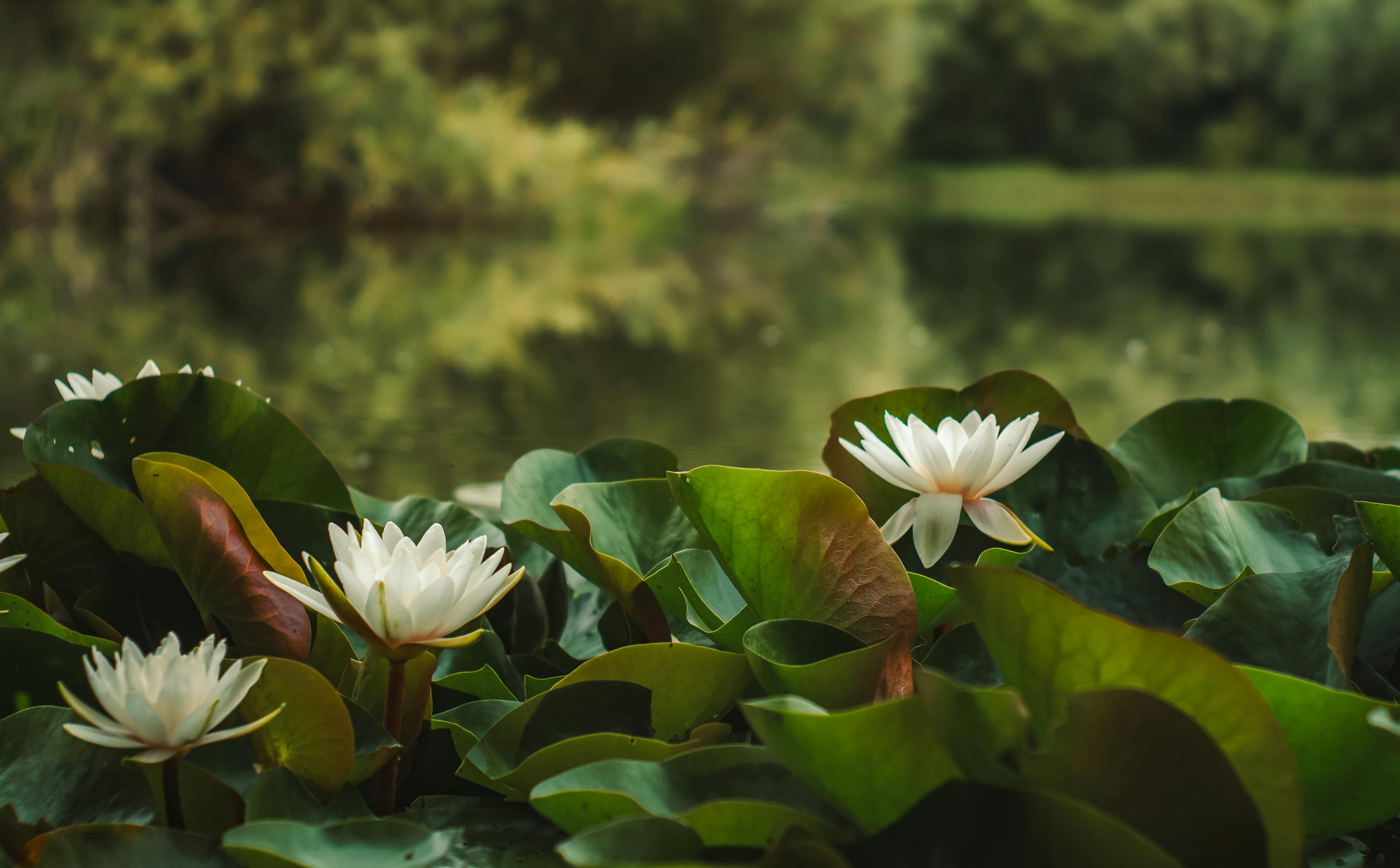 Pad Kuvat Photos, Download The BEST Free Pad Kuvat Stock Photos & HD Images