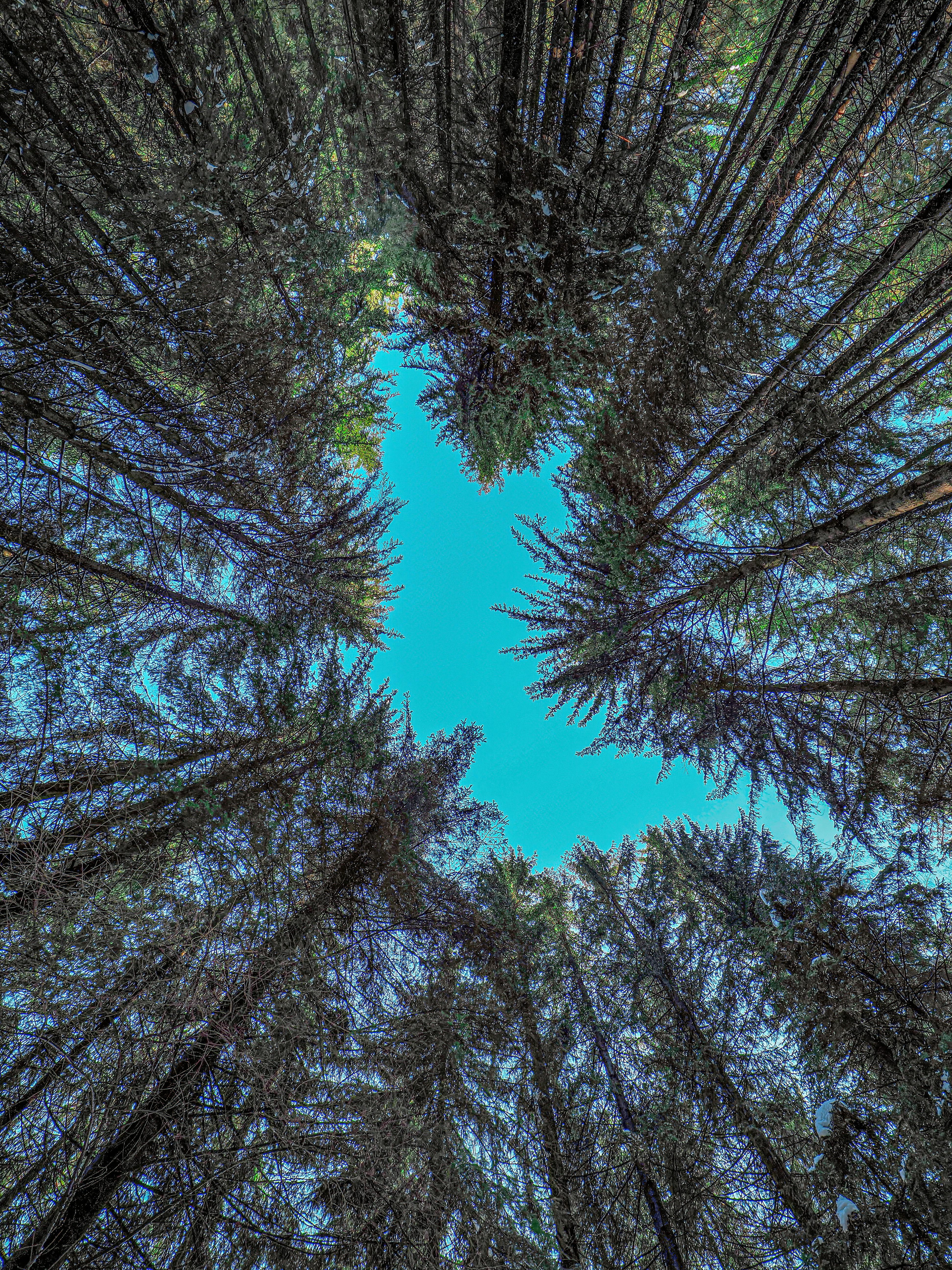 Romanya'daki Uzun Orman Ağaçlarının Gökyüzü Görünümü · Ücretsiz Stok ...