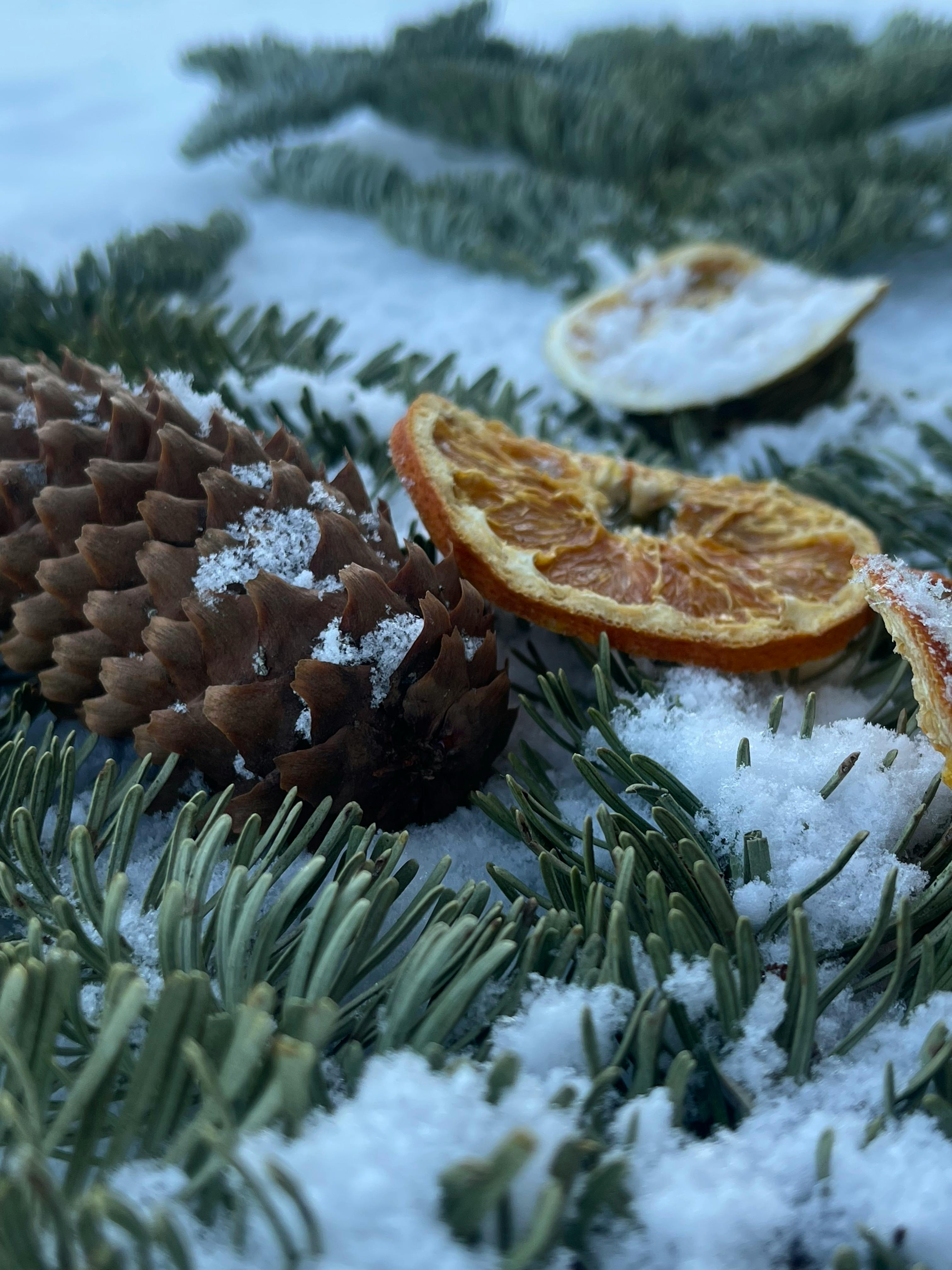 Close-up of Snowy Pinecones and Dried Oranges · Free Stock Photo