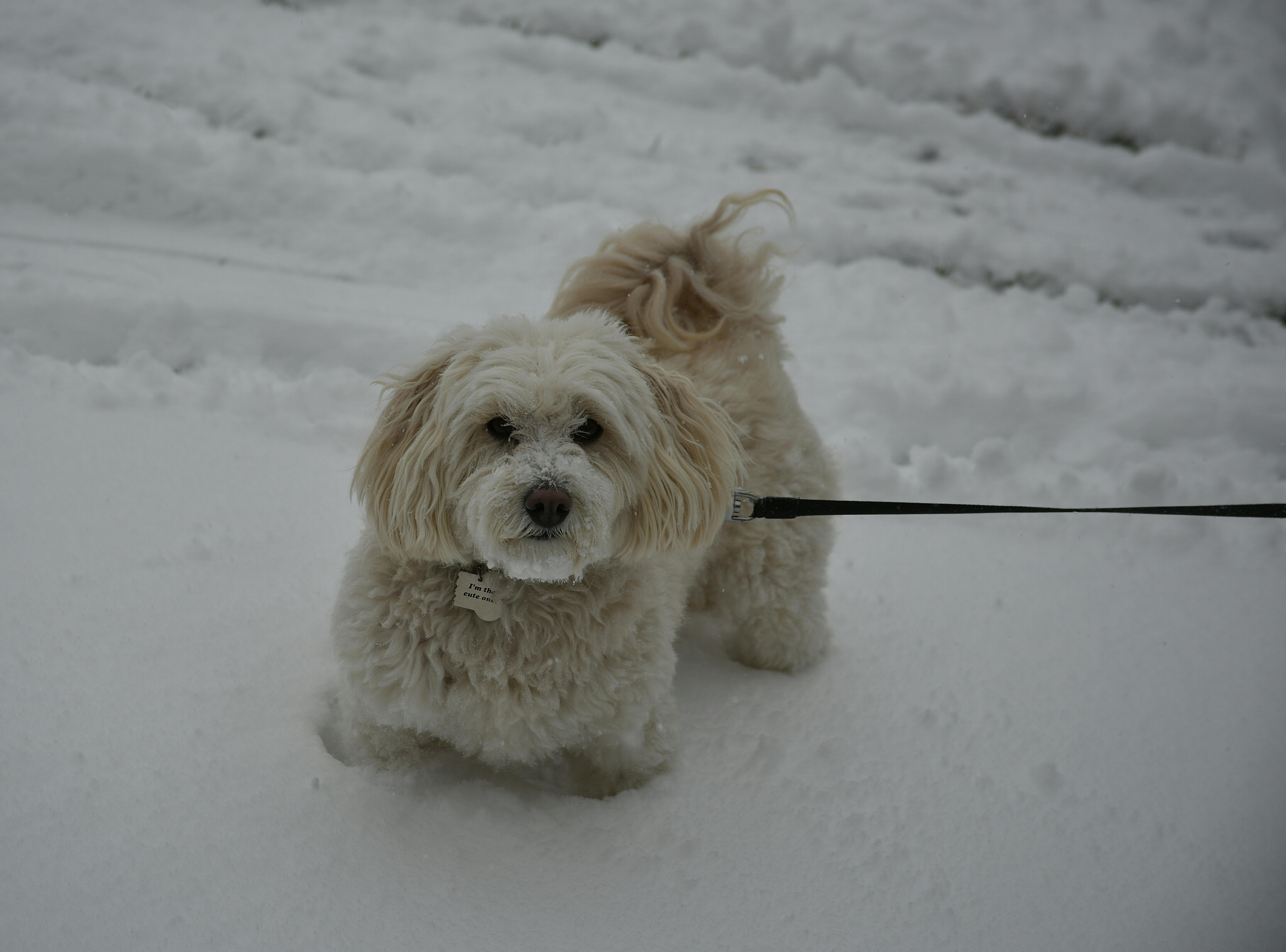 Cute Fluffy Dog Playing in Snow · Free Stock Photo