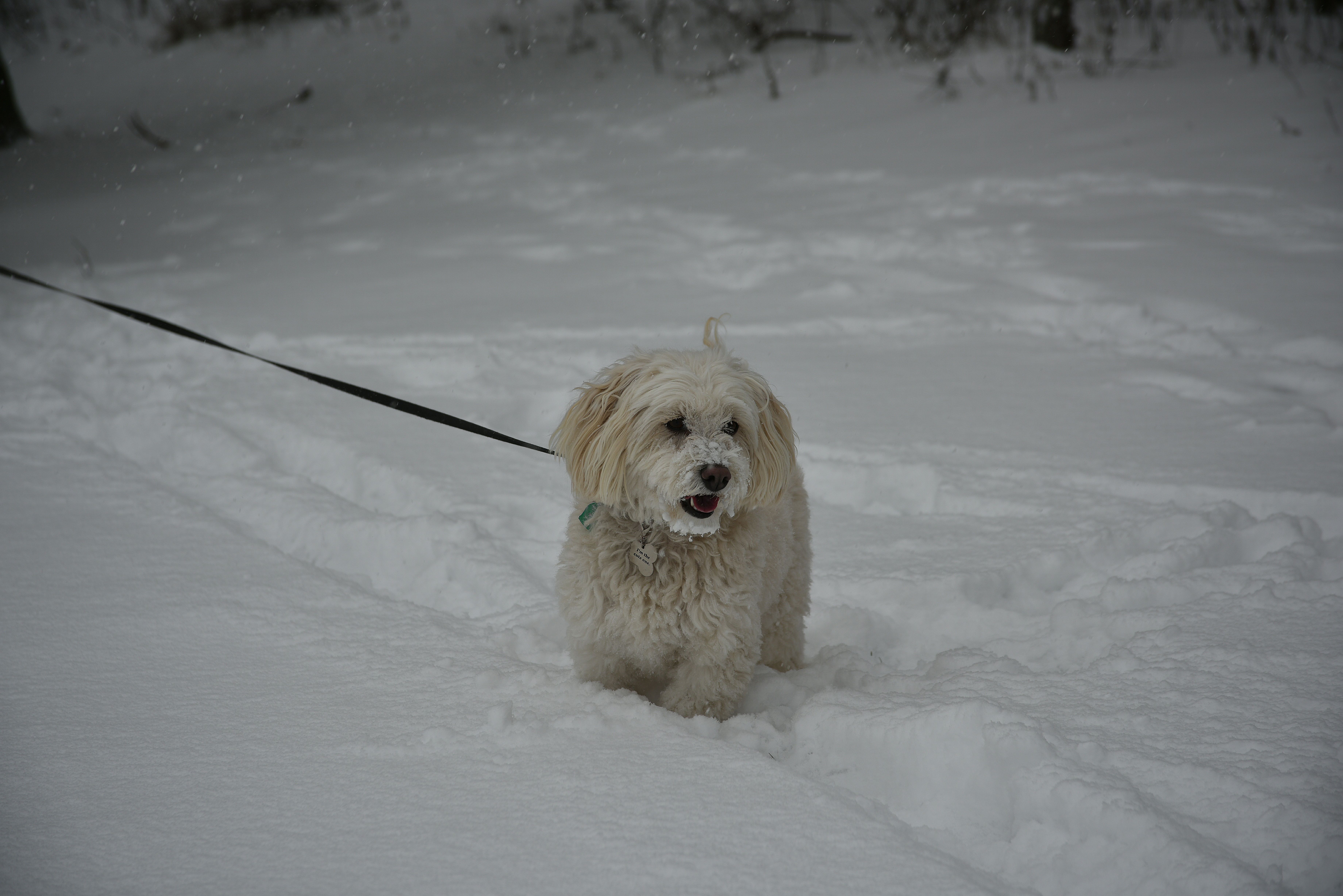 Adorable Fluffy Dog Enjoying Winter Snow · Free Stock Photo