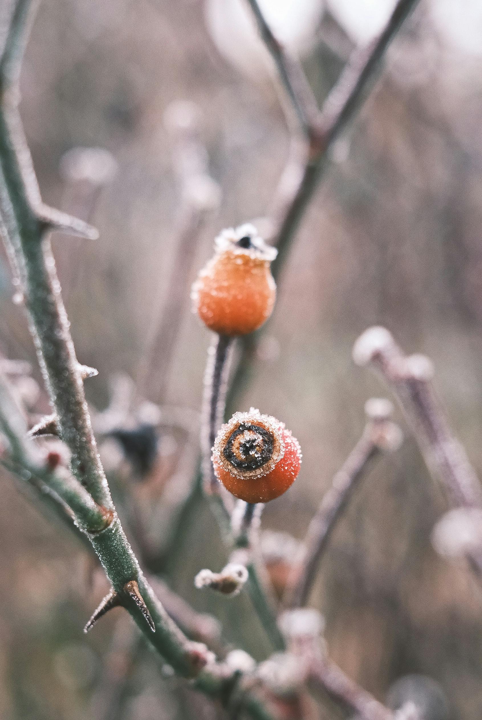 Frost-Covered Rose Hips in Winter Close-Up · Free Stock Photo