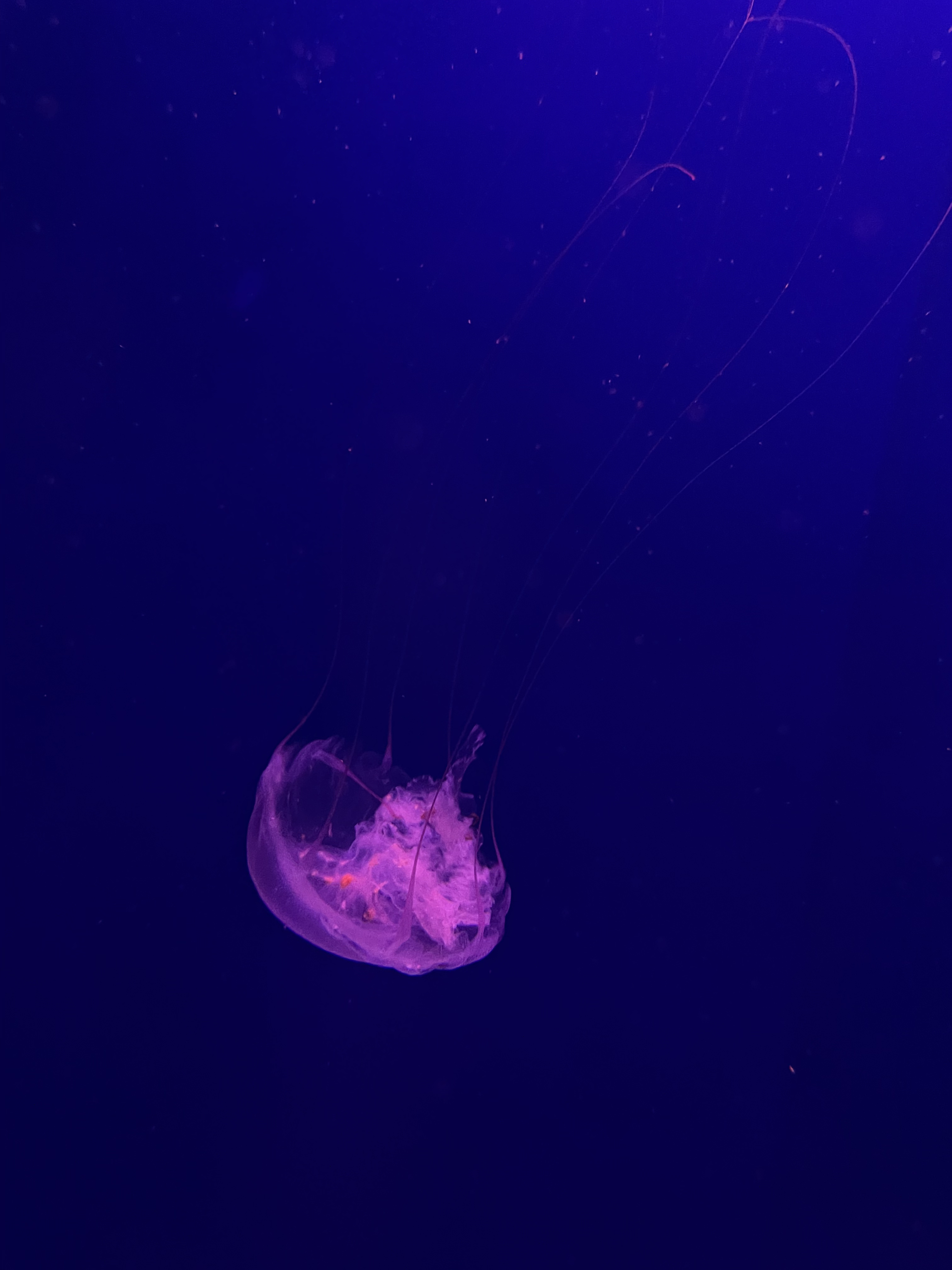 Underwater Photography of Deep Sea · Free Stock Photo