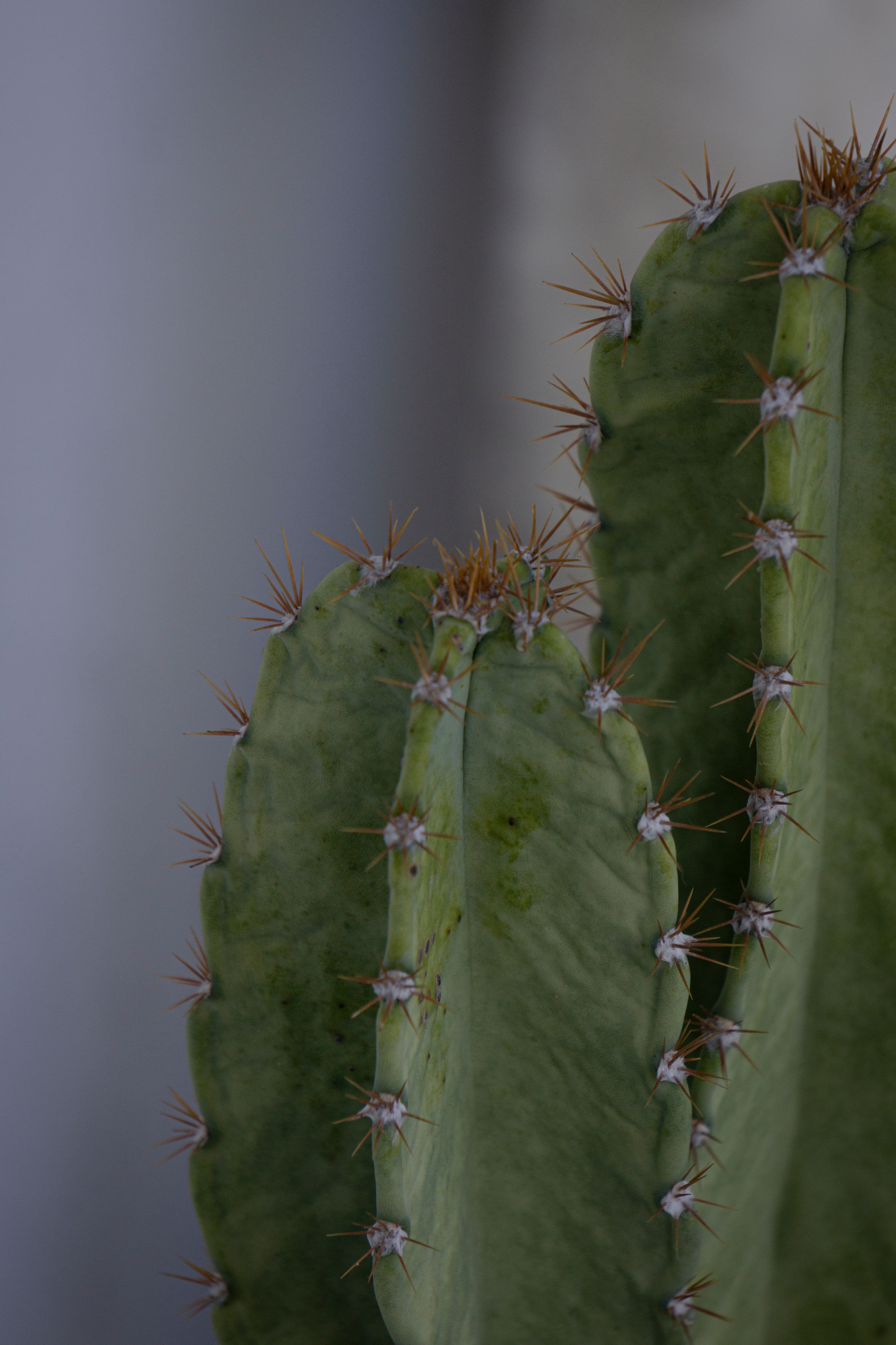Close-up of Green Cactus Spines in Natural Light · Free Stock Photo
