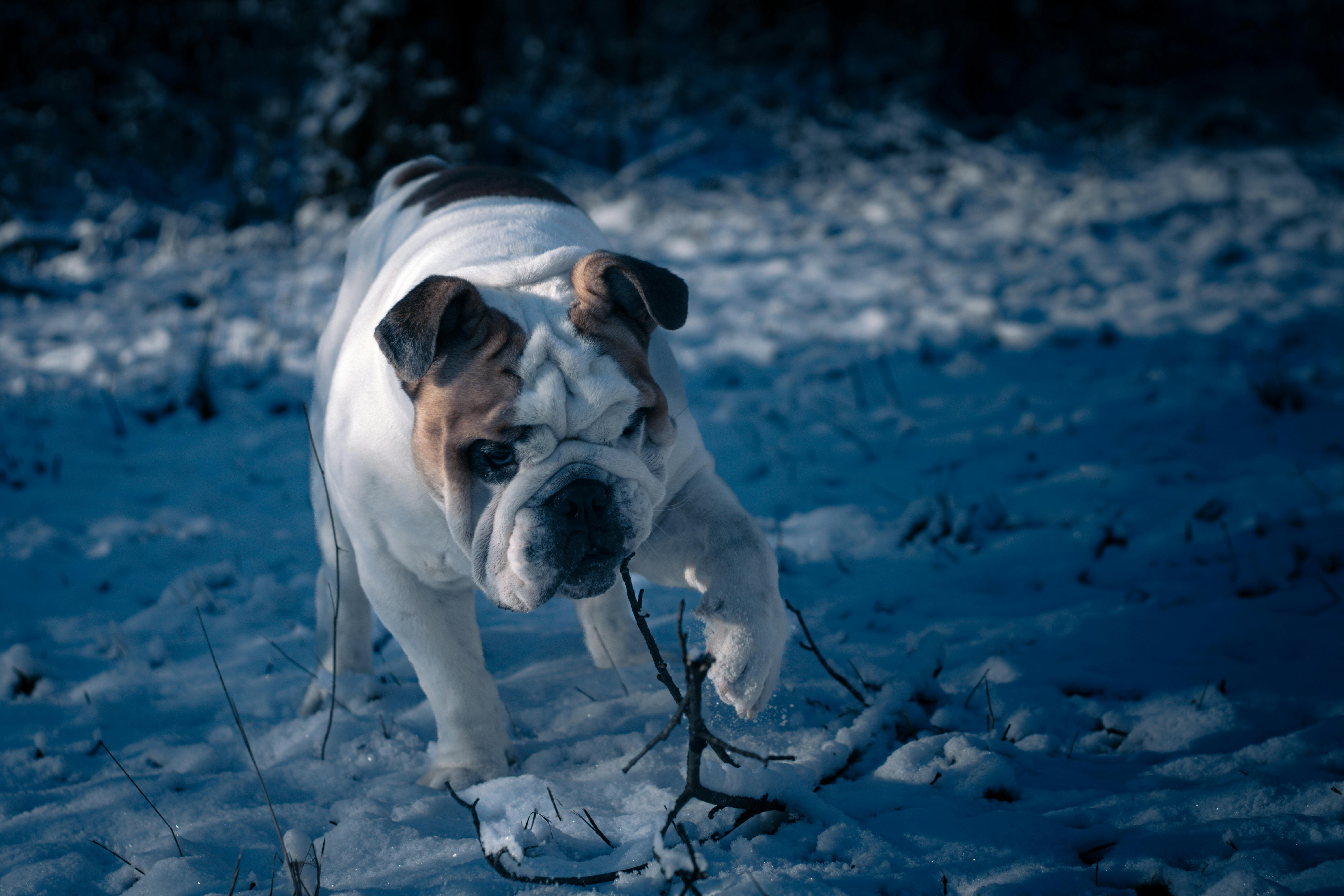 English Bulldog Enjoying Snowy Winter in Ukraine · Free Stock Photo