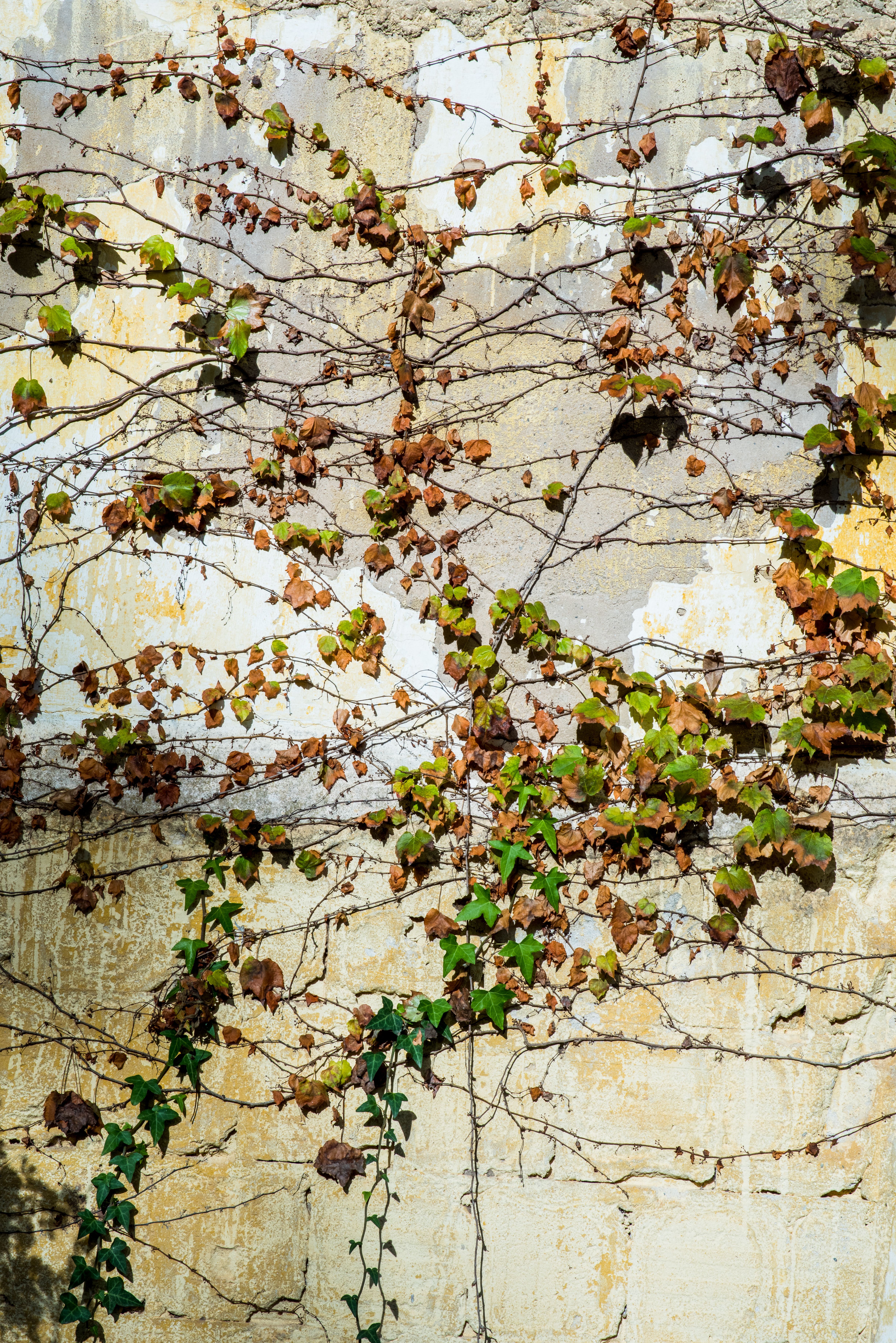 Climbing Ivy on Weathered Wall with Fall Colors · Free Stock Photo