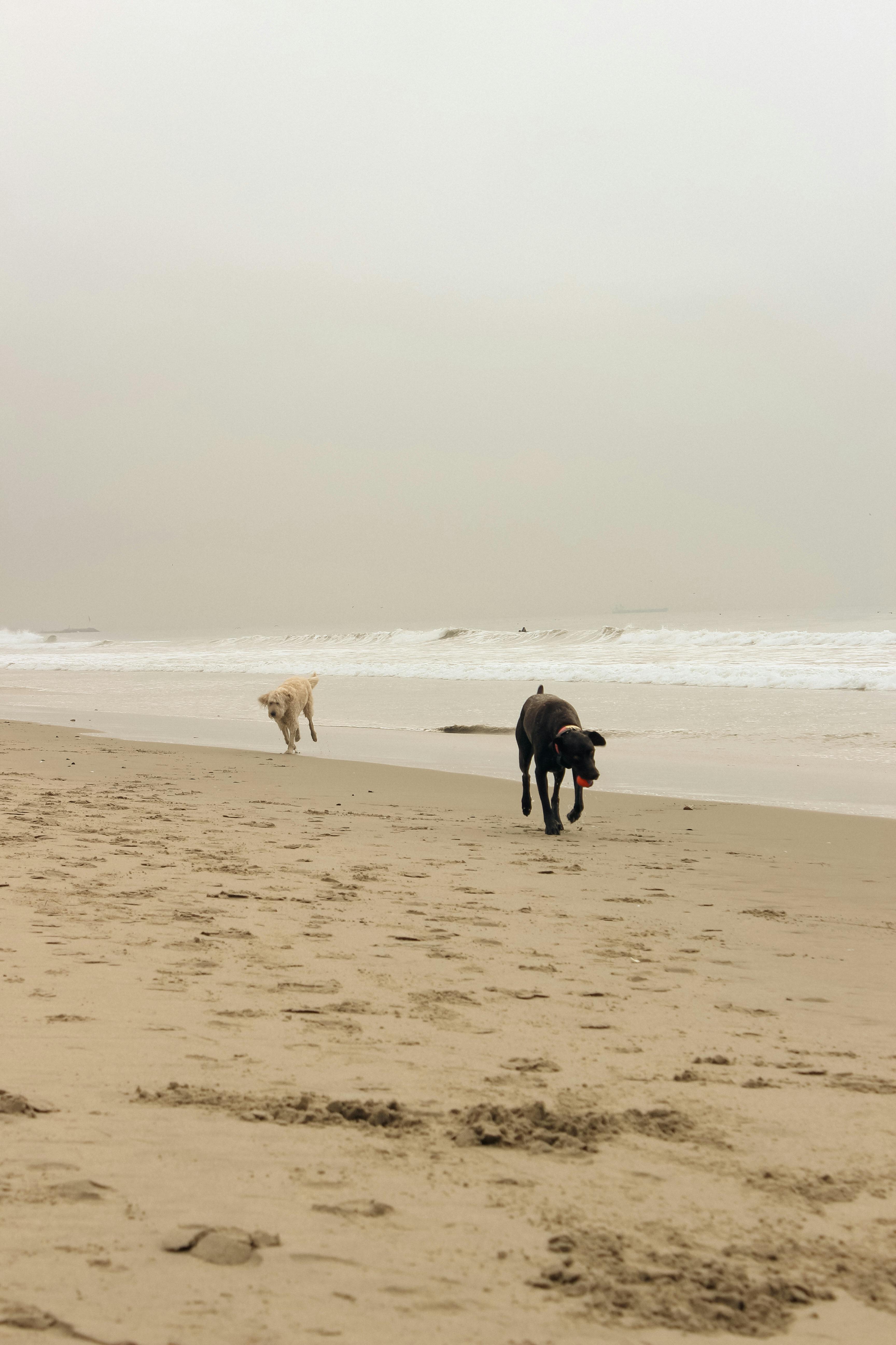 Dogs Playing on Misty Beach Shoreline · Free Stock Photo