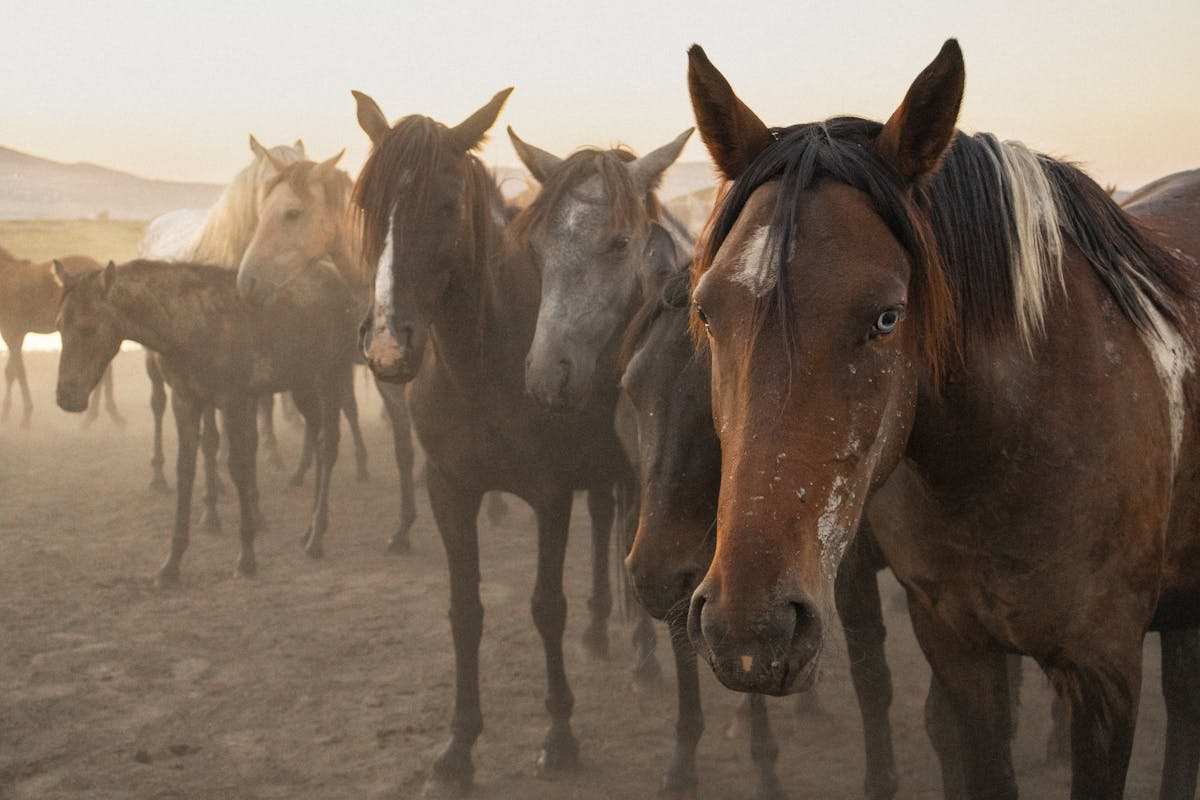 Wild Horses Photos, Download The BEST Free Wild Horses Stock Photos ...