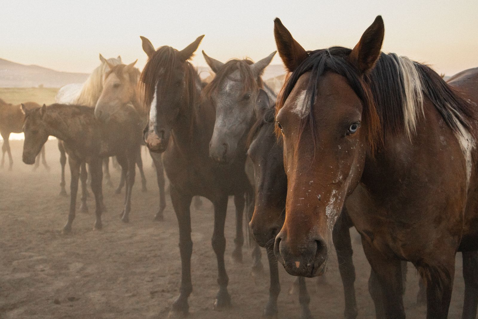 Horses In The Nature Photos, Download The BEST Free Horses In The ...