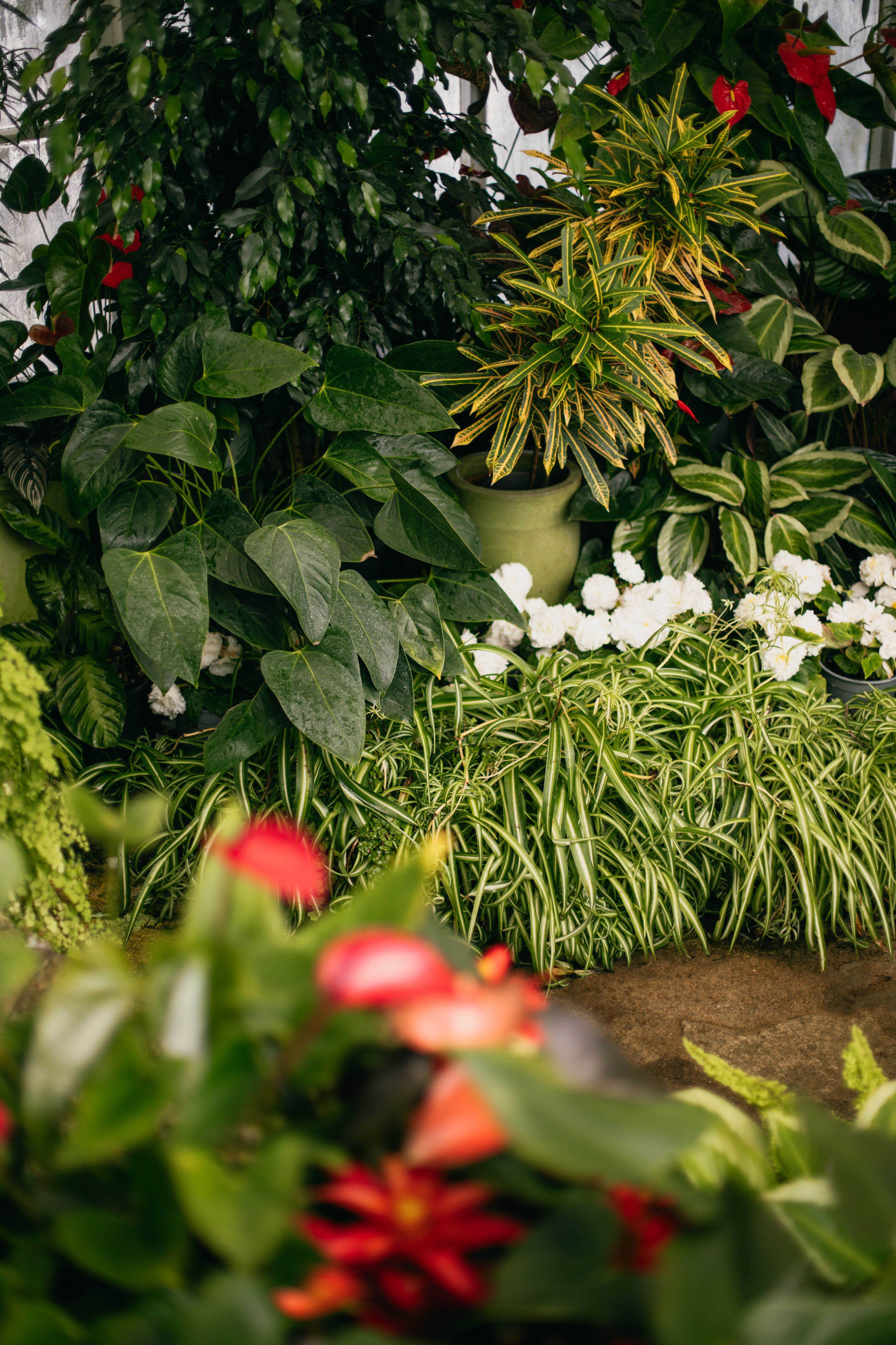 Lush Indoor Garden with Vibrant Green Plants · Free Stock Photo