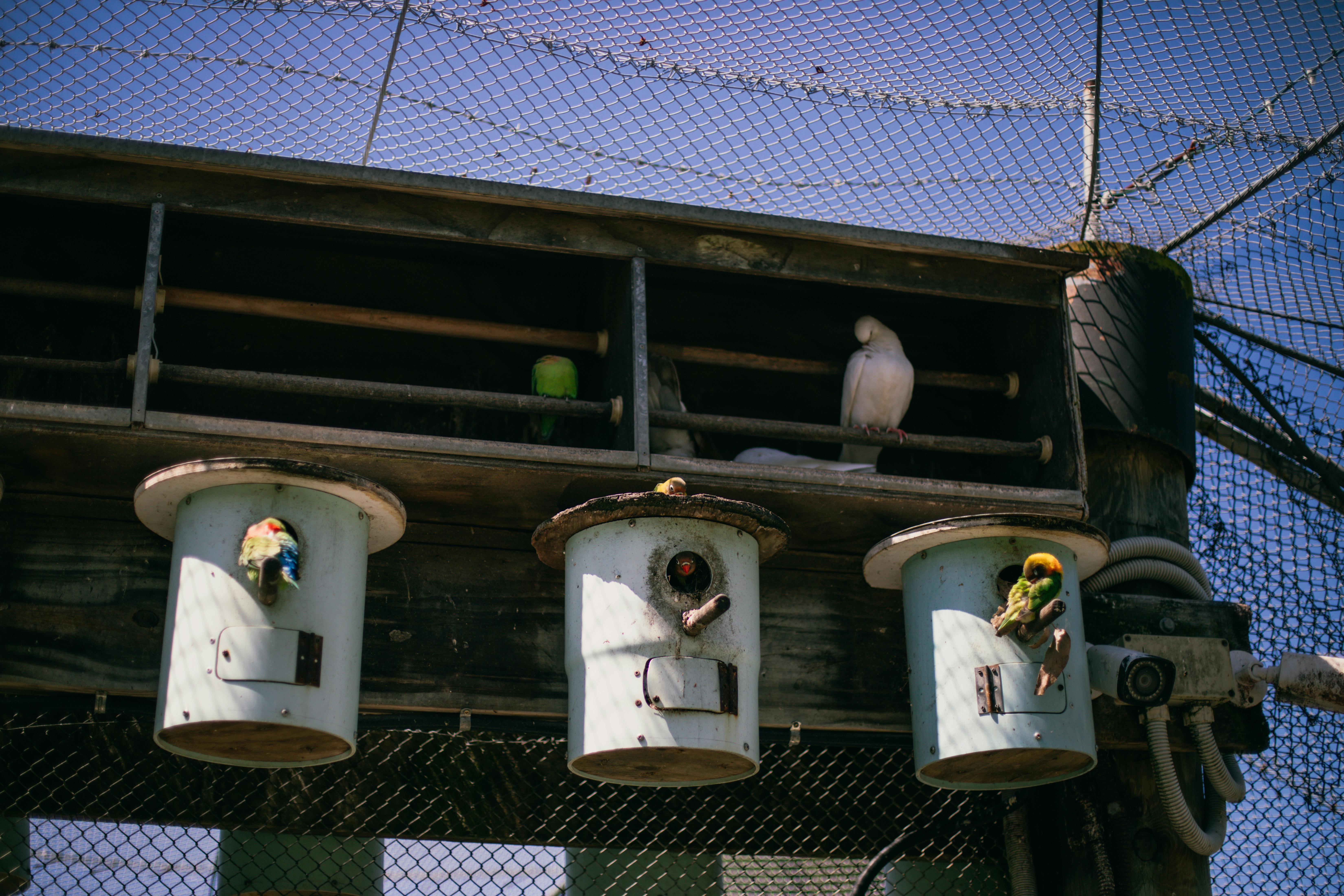 Bird Flying Out Of A Cage Photos, Download The BEST Free Bird Flying ...