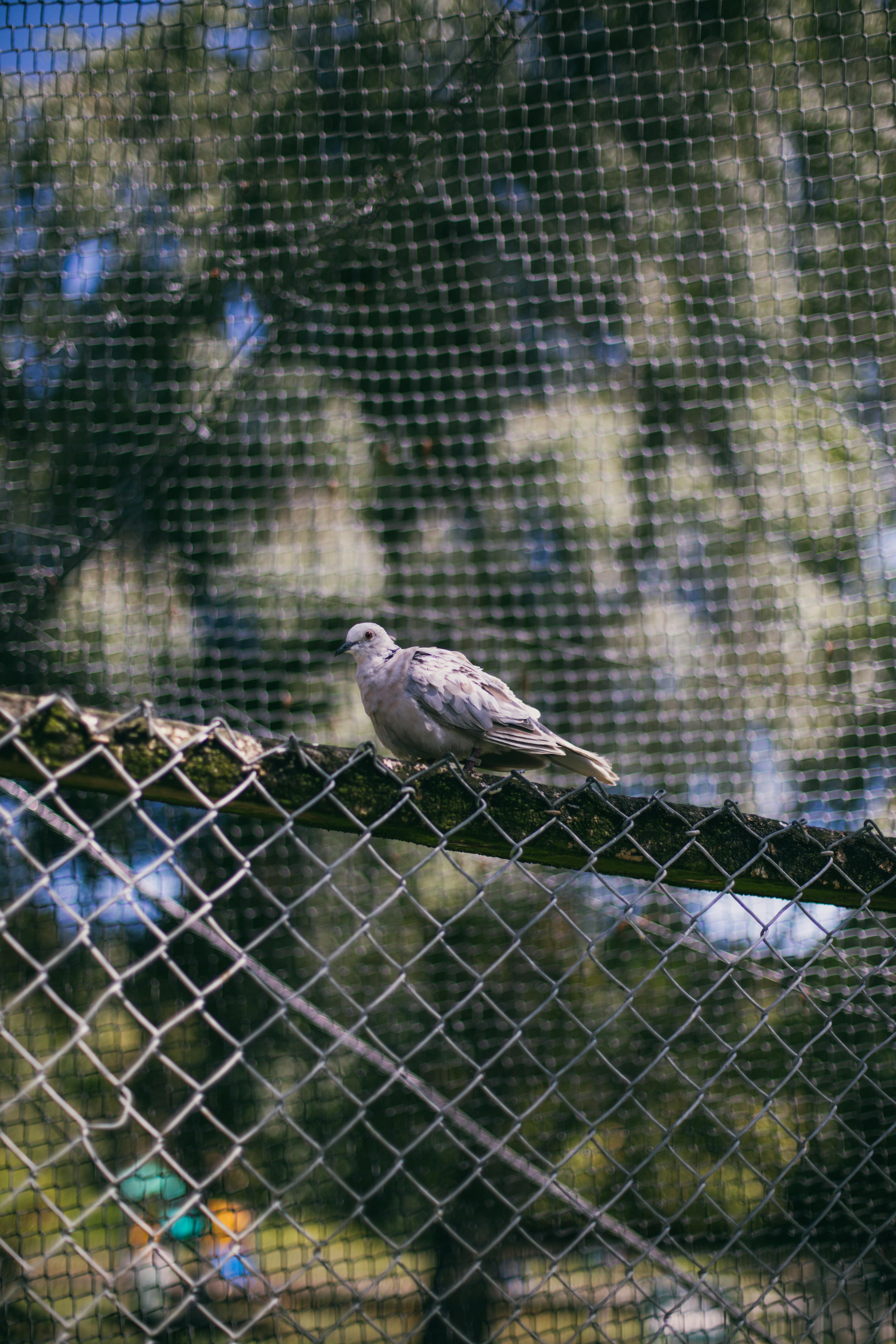 Dove Perched in Vibrant New Zealand Aviary · Free Stock Photo