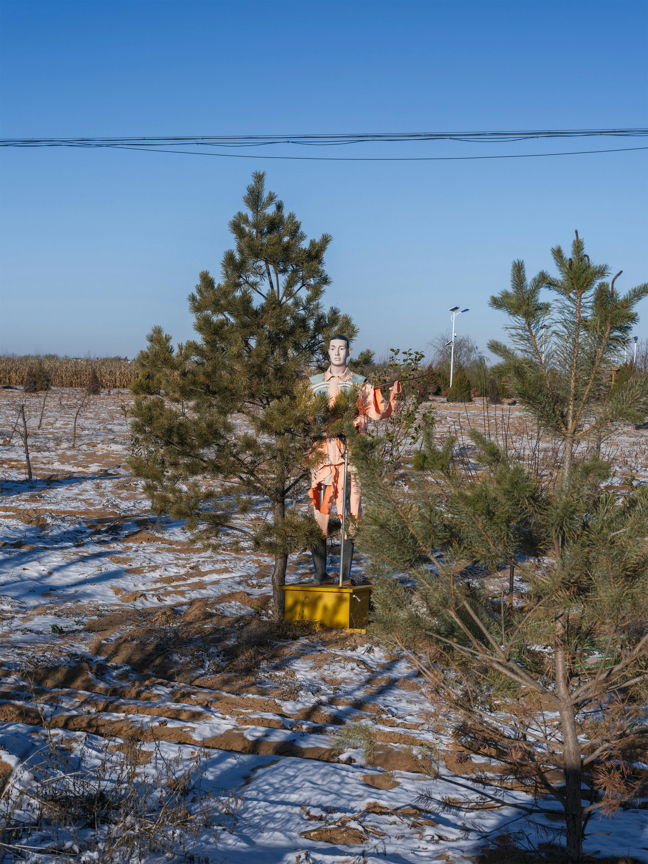 Mannequin Hidden Behind Trees in Snowy Field · Free Stock Photo