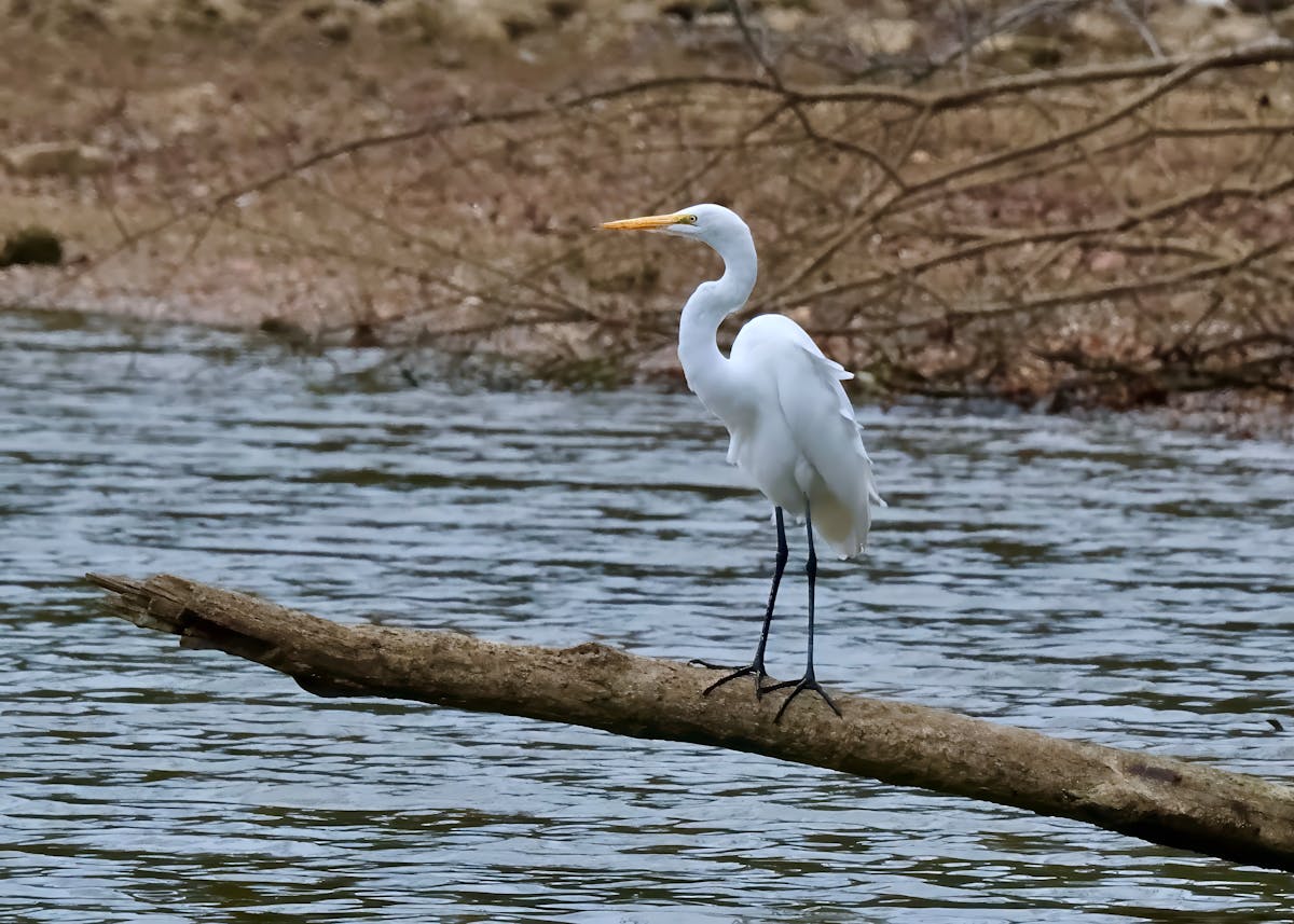 Log Footage Photos, Download The BEST Free Log Footage Stock Photos ...