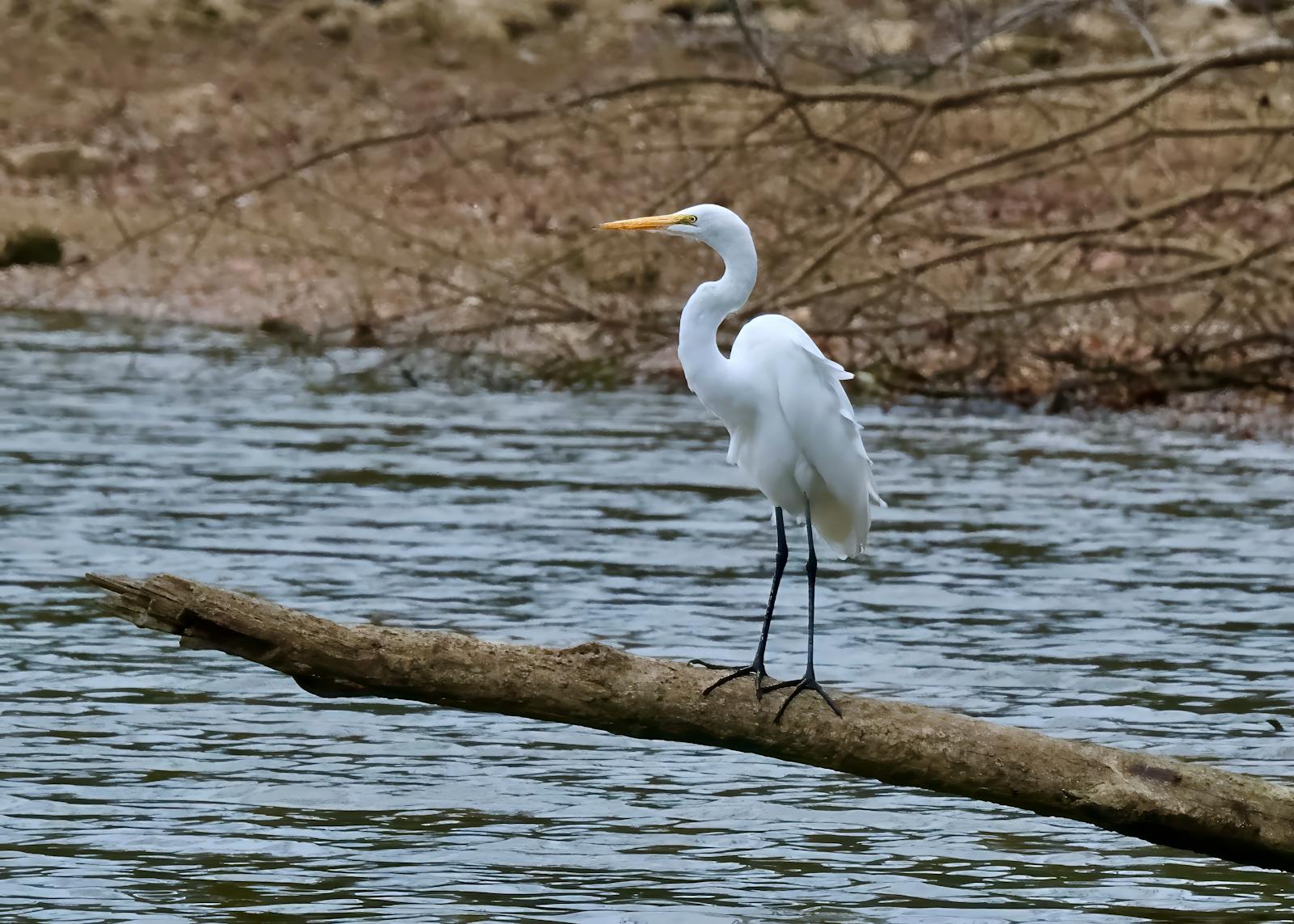 Log Photos, Download The BEST Free Log Stock Photos & HD Images
