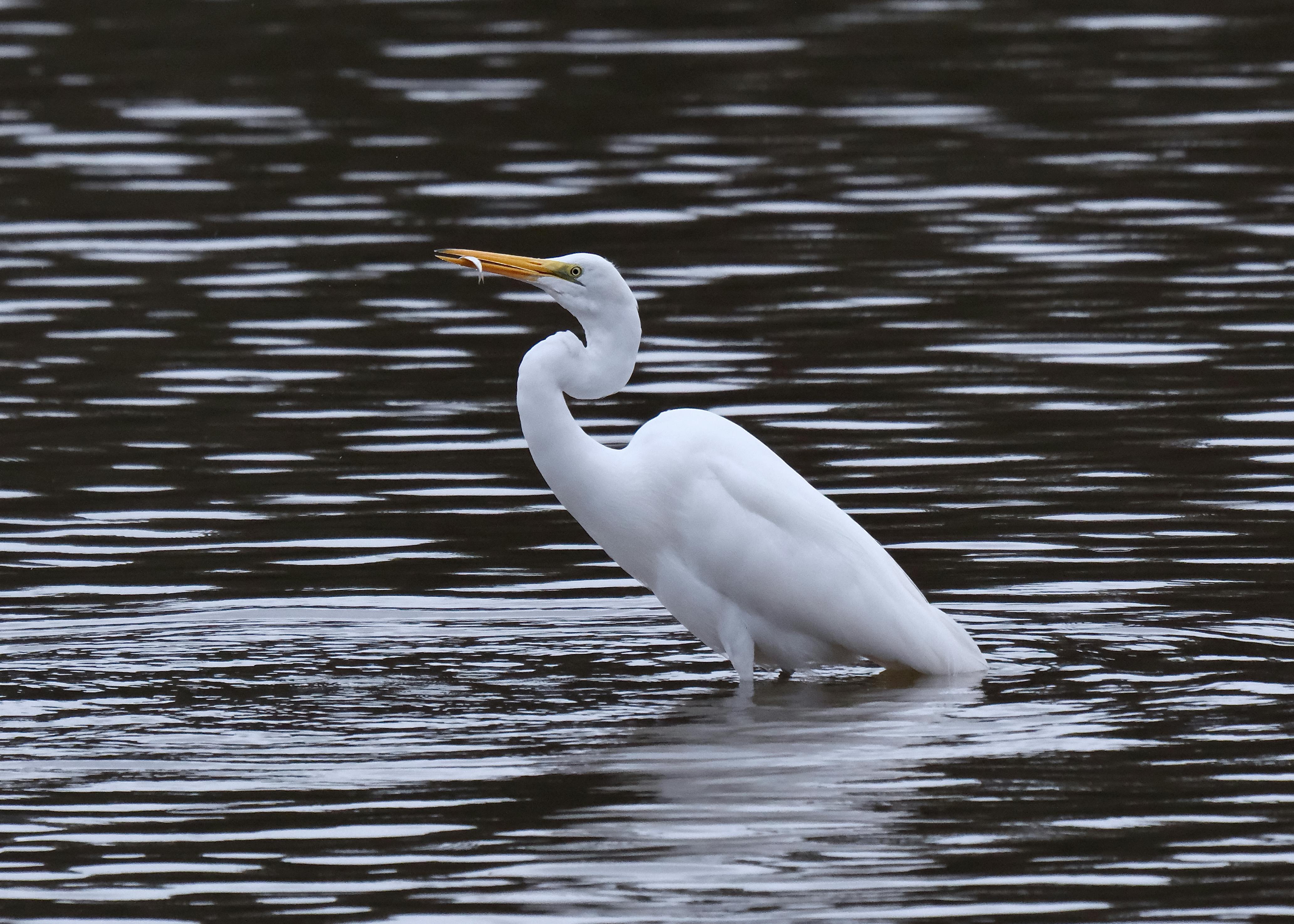 Great Egret Catching Fish in Decatur, Alabama · Free Stock Photo