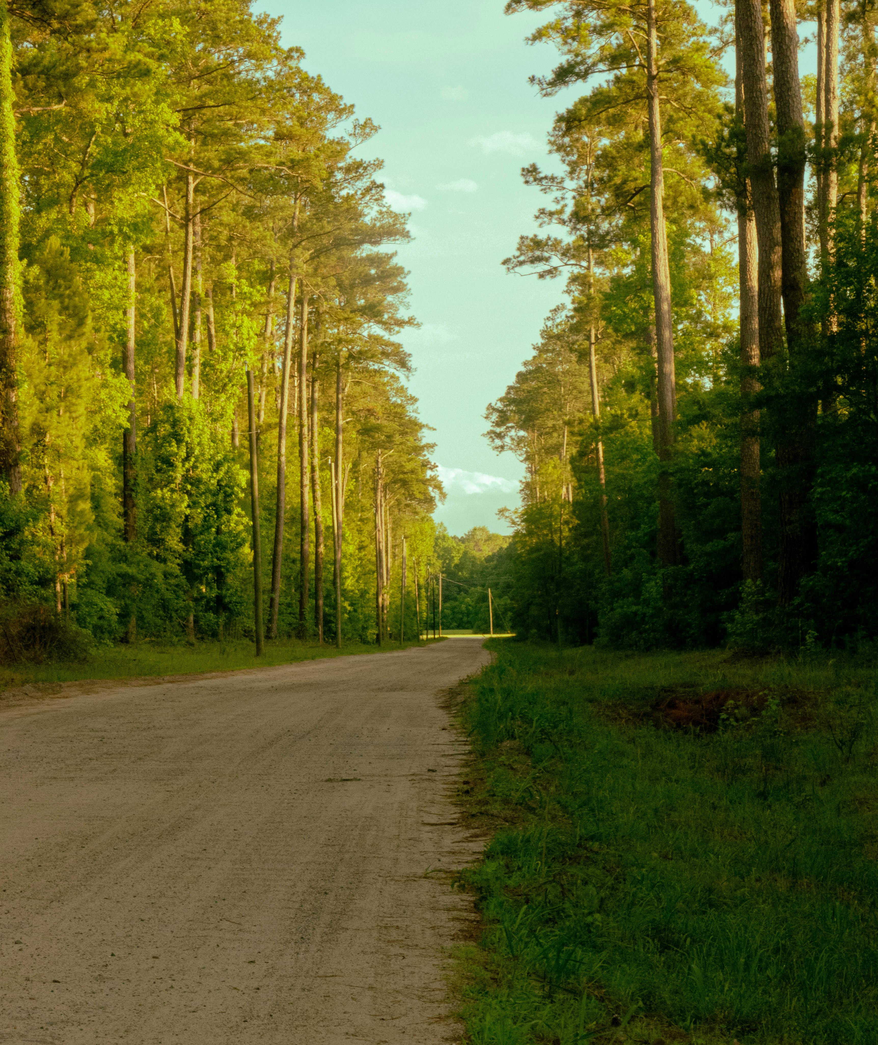 Quiet tree-lined dirt road in tranquil forest · Free Stock Photo