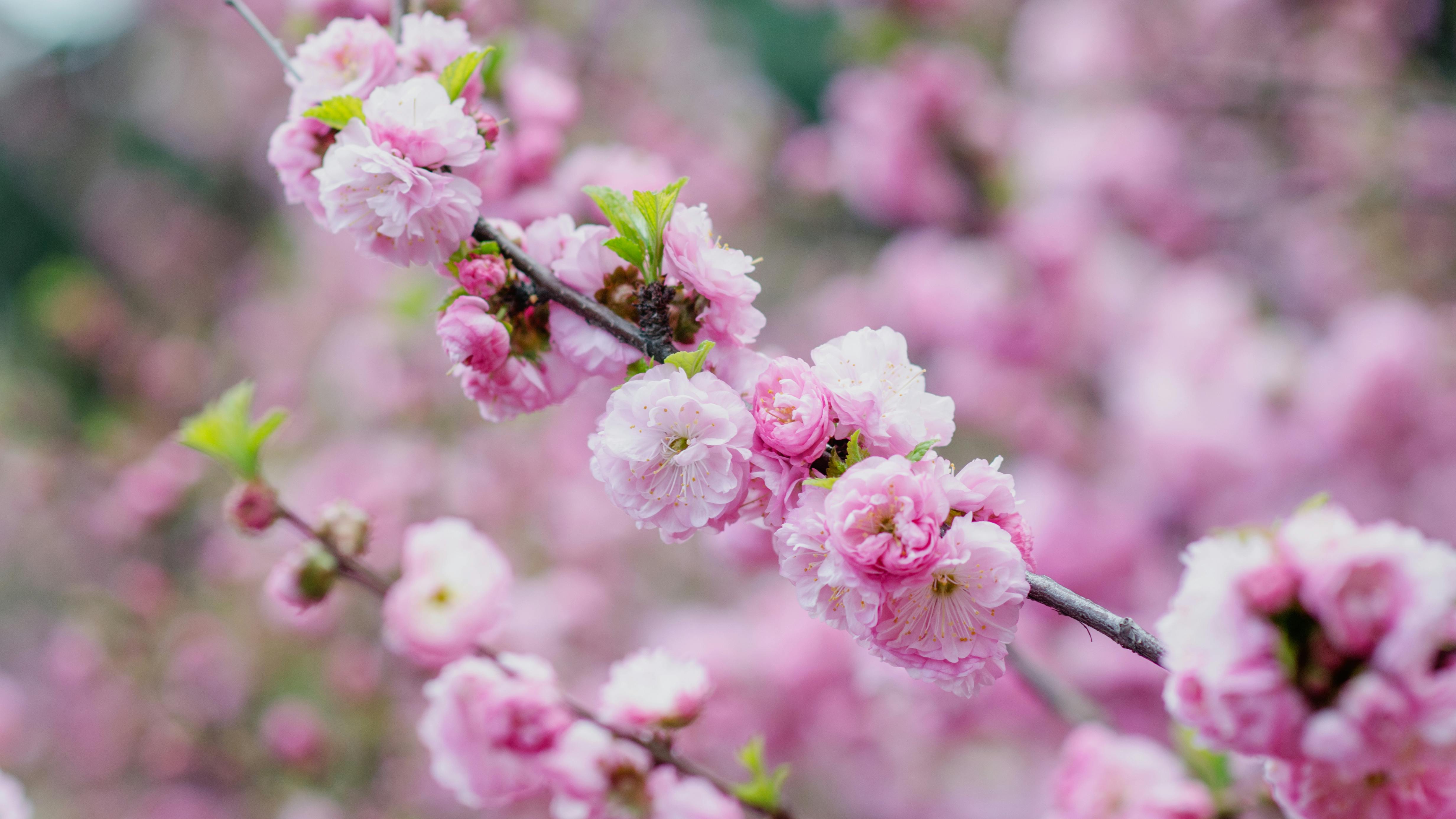Close-up of Springtime Cherry Blossoms on Branch · Free Stock Photo