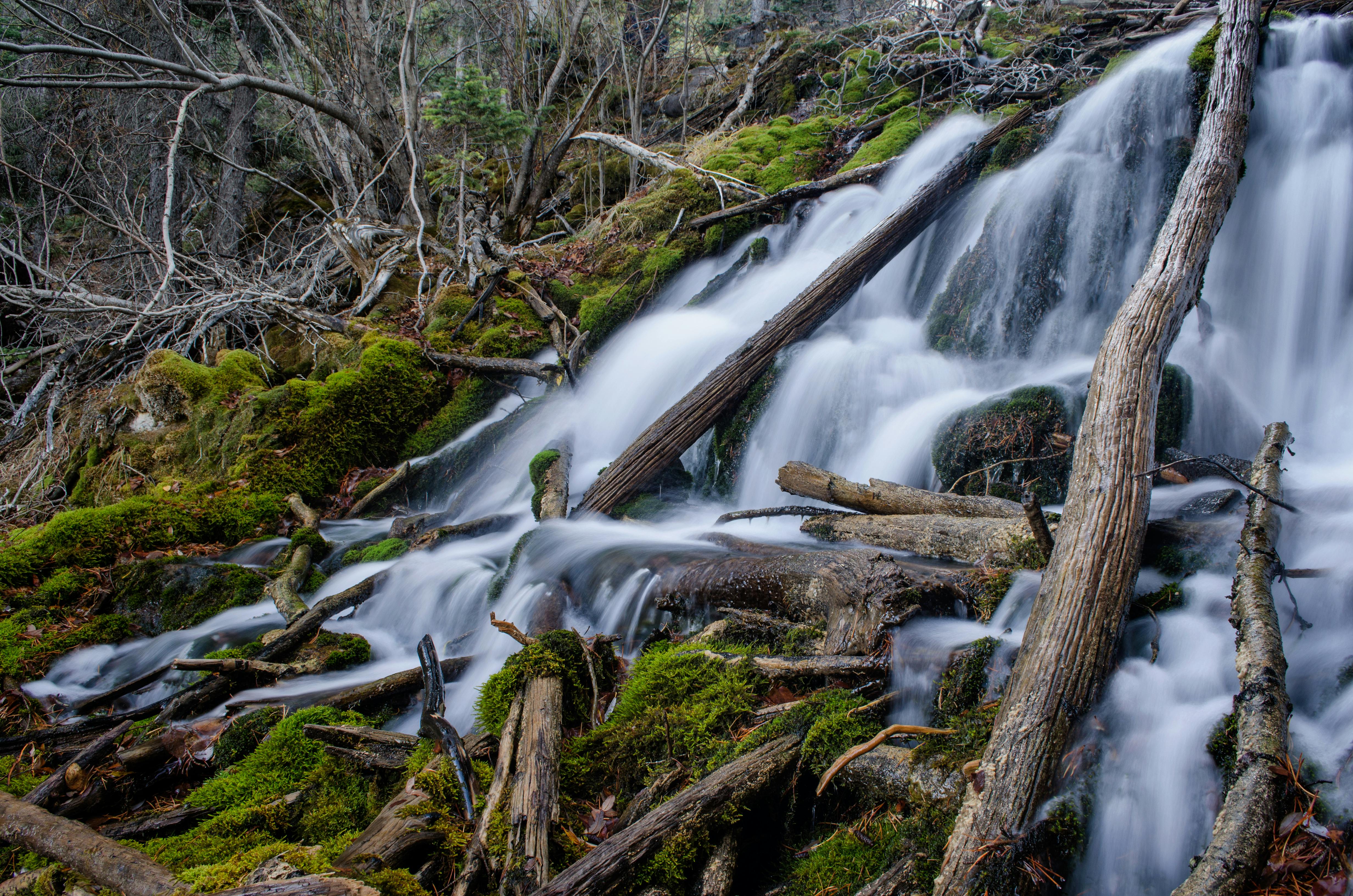 Mossy Stream Flowing through Canmore Forest · Free Stock Photo