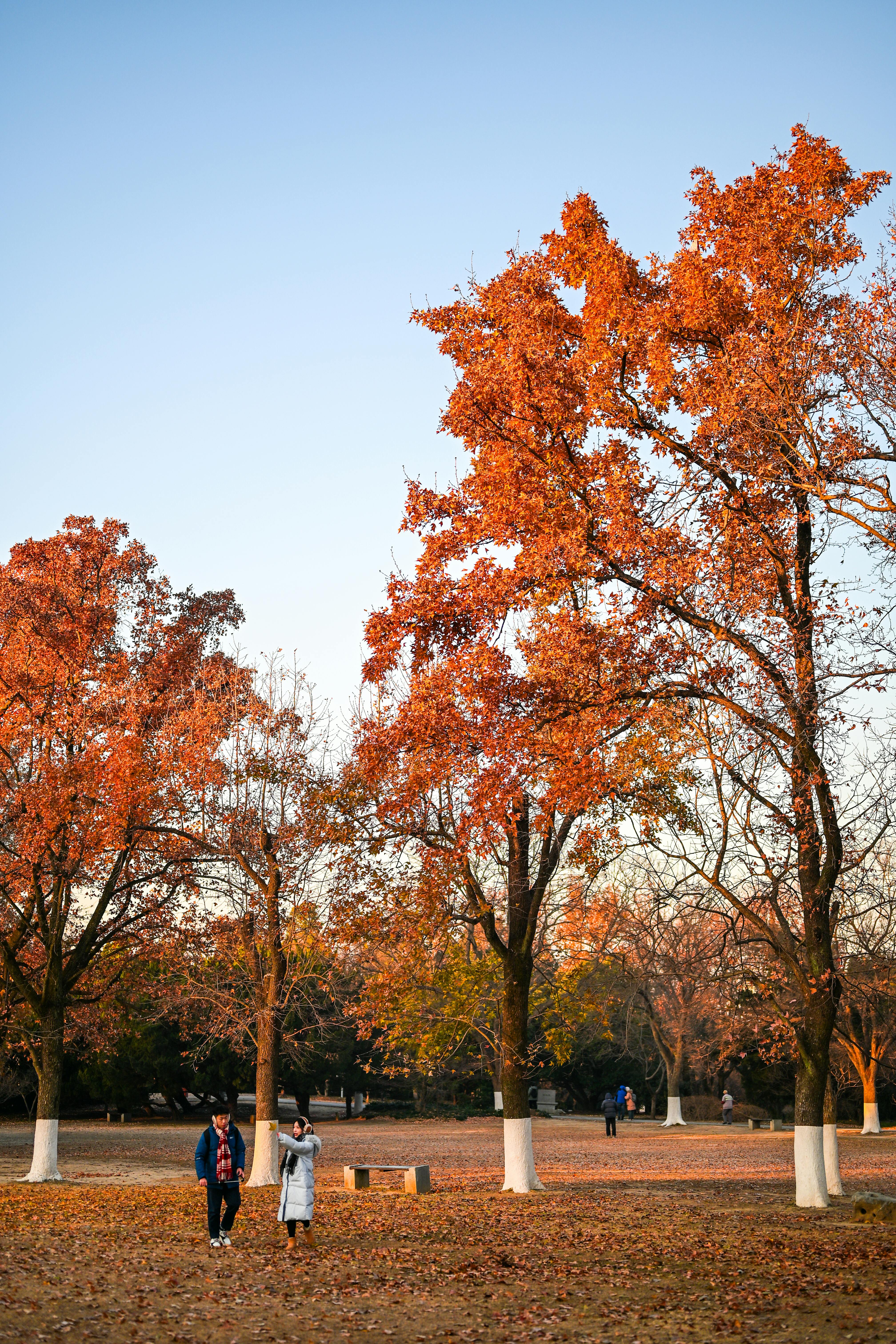 Beautiful Plum Blossoms in Nanjing Spring · Free Stock Photo