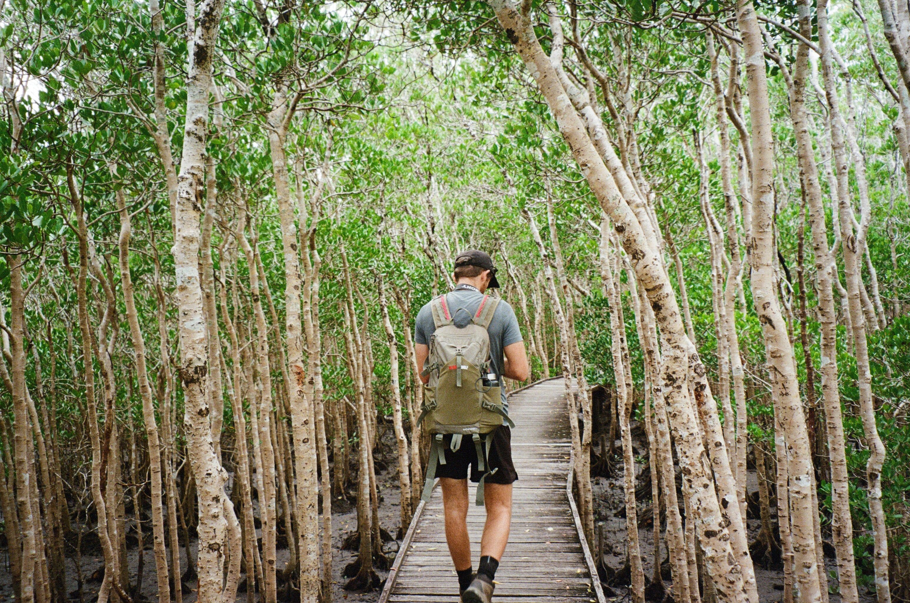 Hombre Caminando Por Un Frondoso Bosque De Manglares · Foto de stock ...