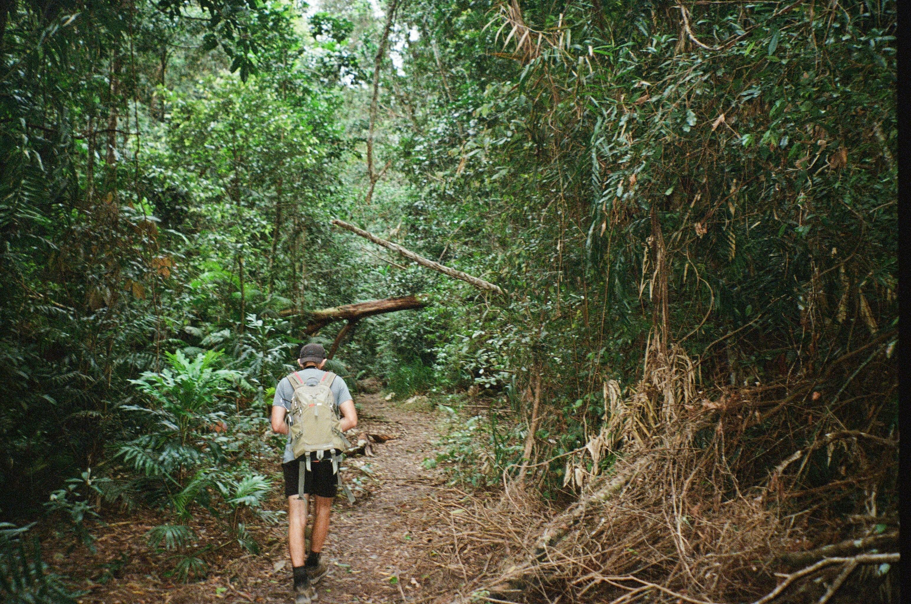 Hiker in Lush Australian Rainforest Trail · Free Stock Photo