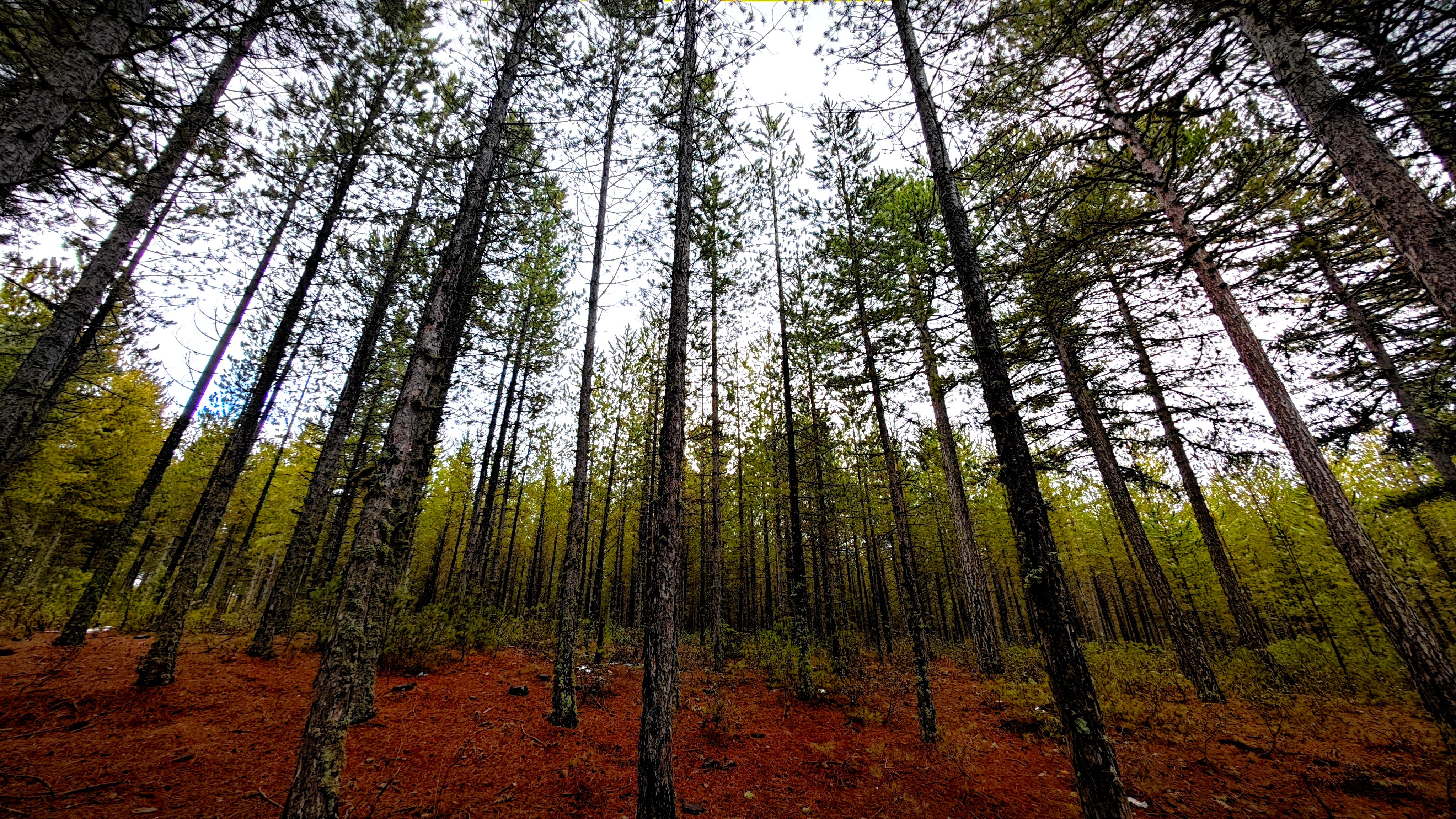 Majestic Pine Forest in Türkiye Captivates Nature Lovers · Free Stock Photo